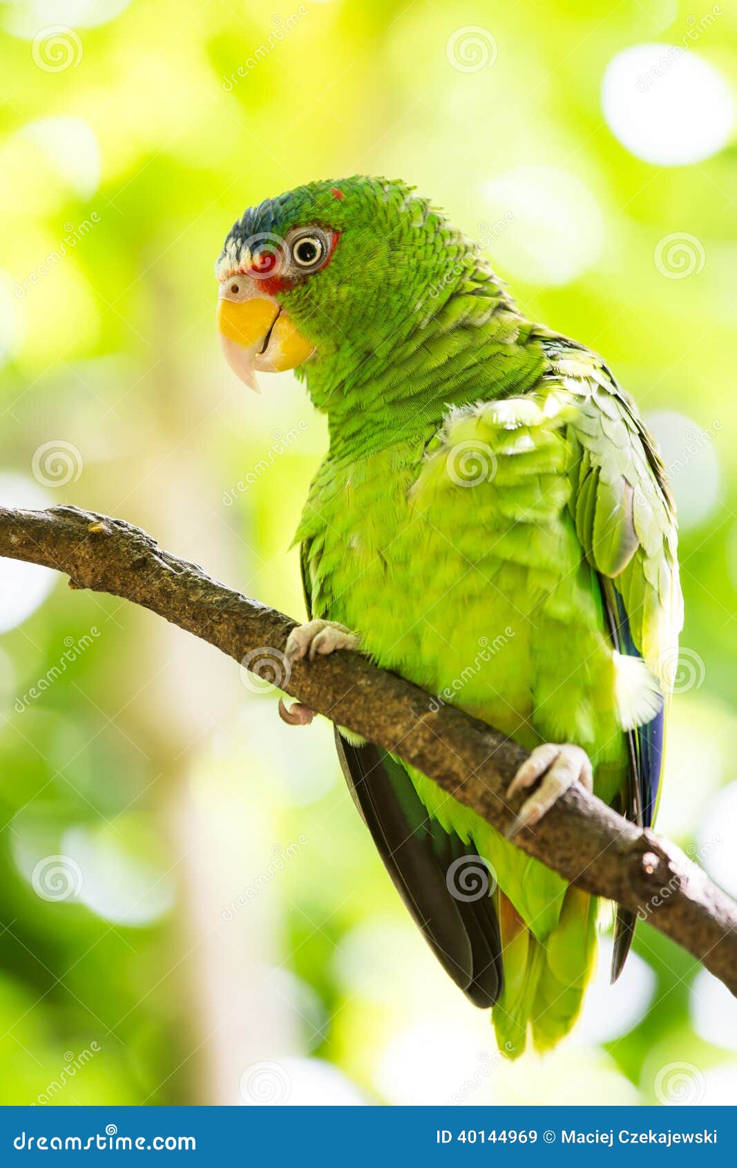Portrait of White-fronted Parrot Stock Image - Image of black, close ...