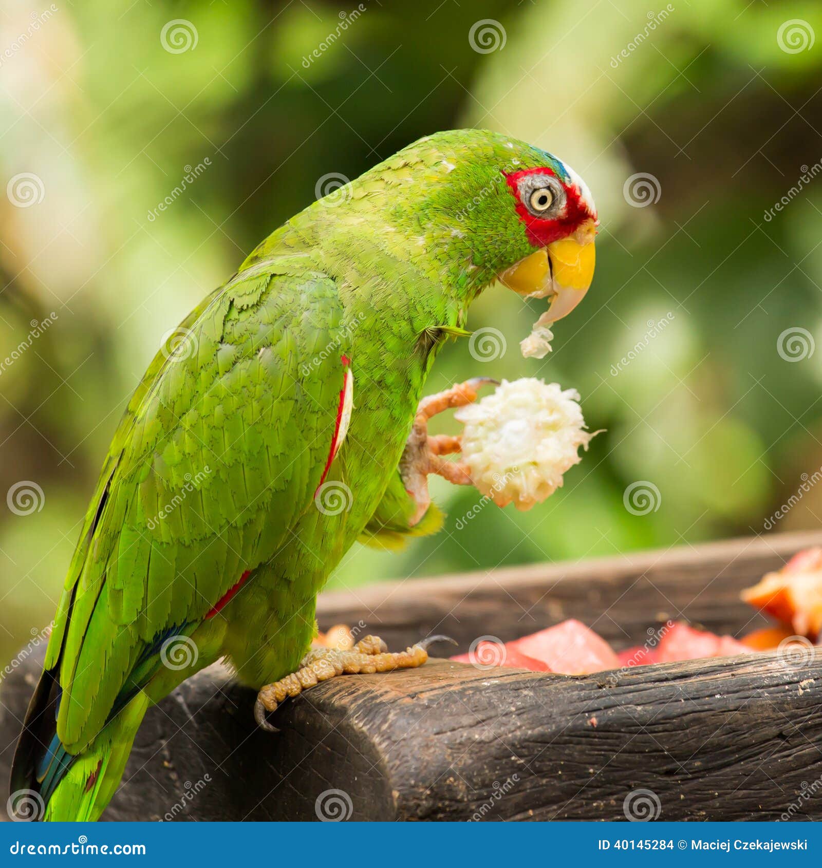 Portrait of White-fronted Parrot Stock Photo - Image of mexican ...