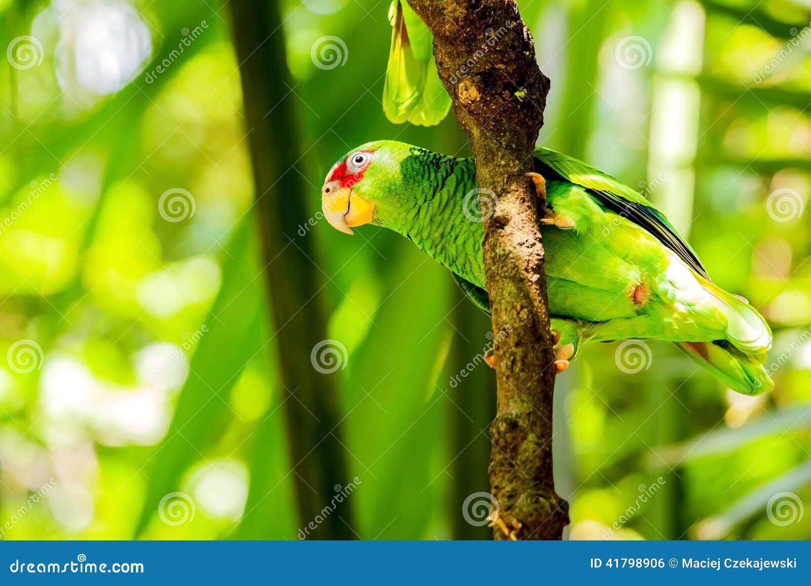Portrait of White-fronted Parrot Stock Photo - Image of palm, closeup ...