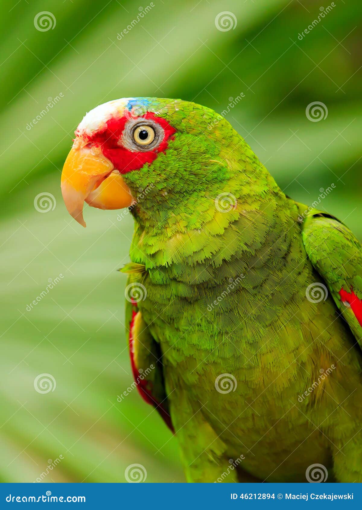 Portrait of White-fronted Parrot Stock Photo - Image of beak, natural ...