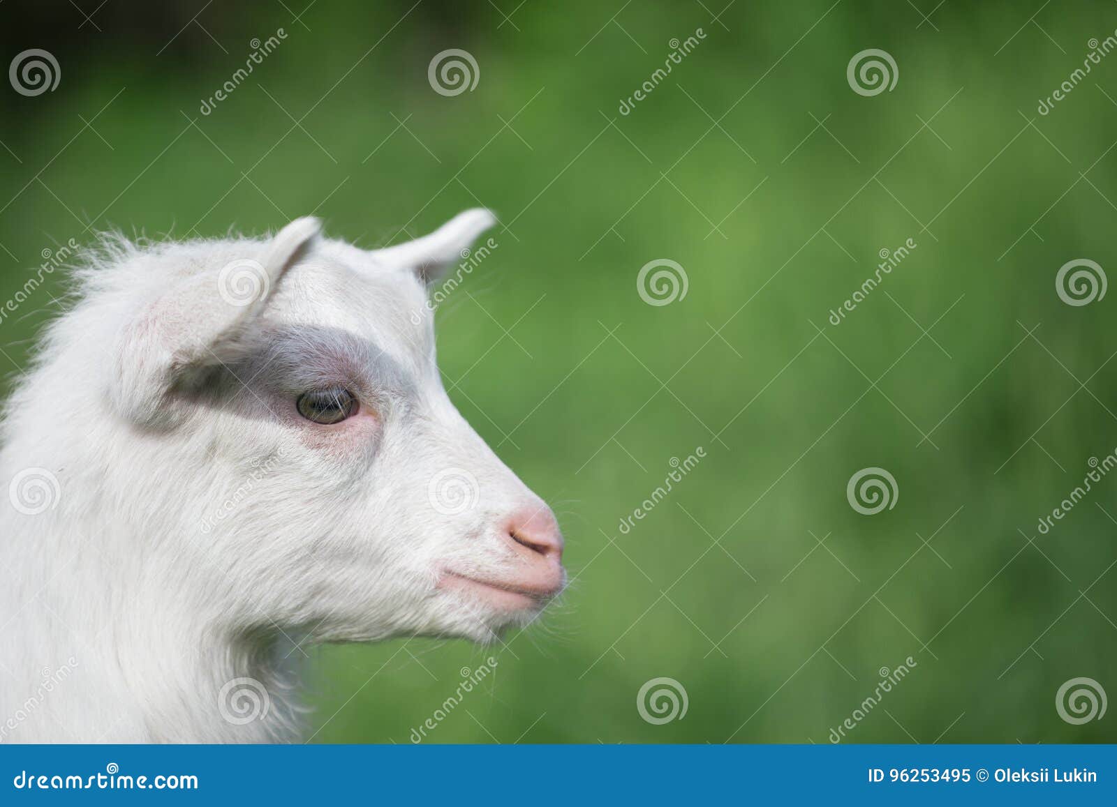 Portrait of a white goat stock image. Image of rural - 96253495