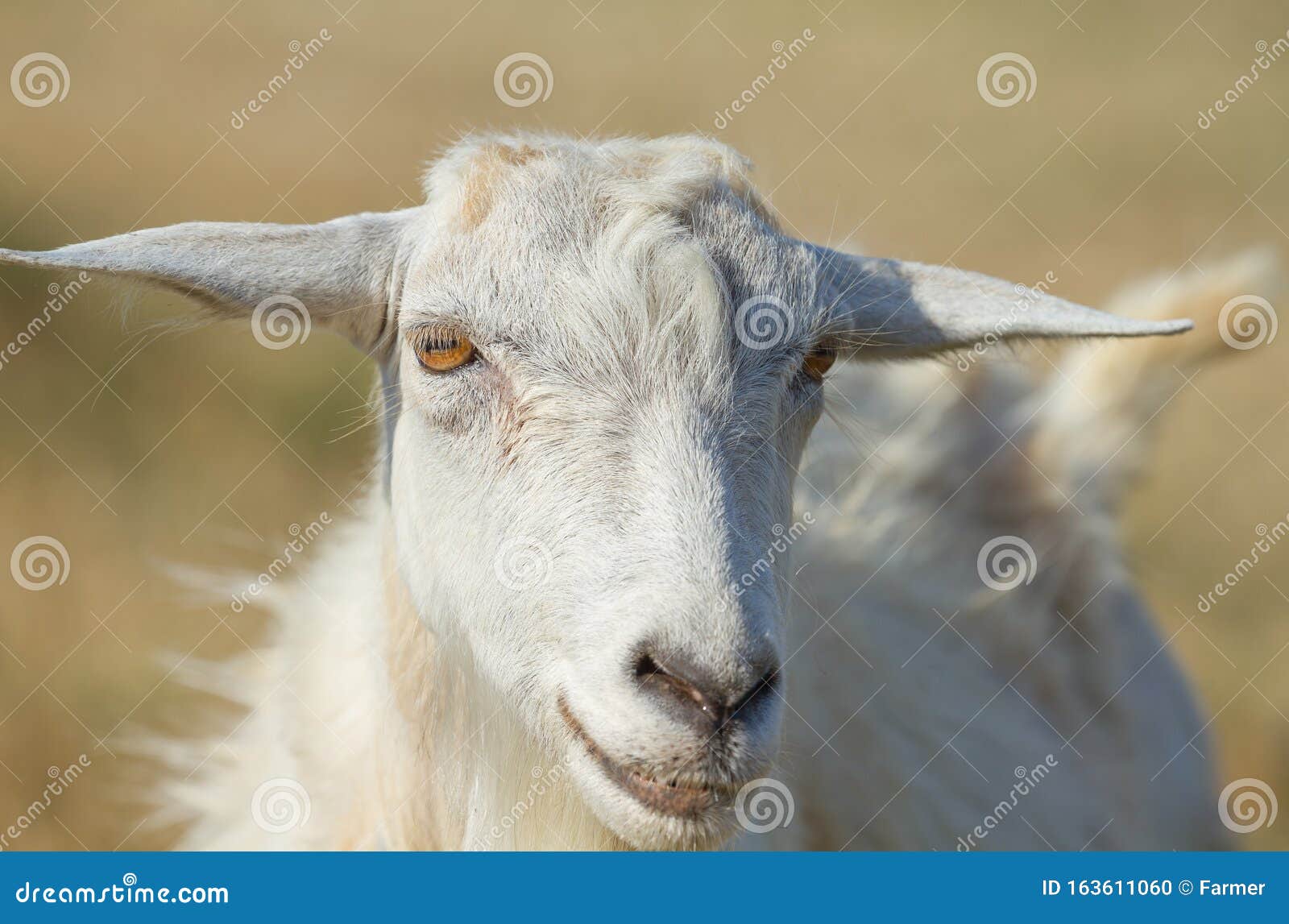 Portrait of a white goat stock photo. Image of cute - 163611060
