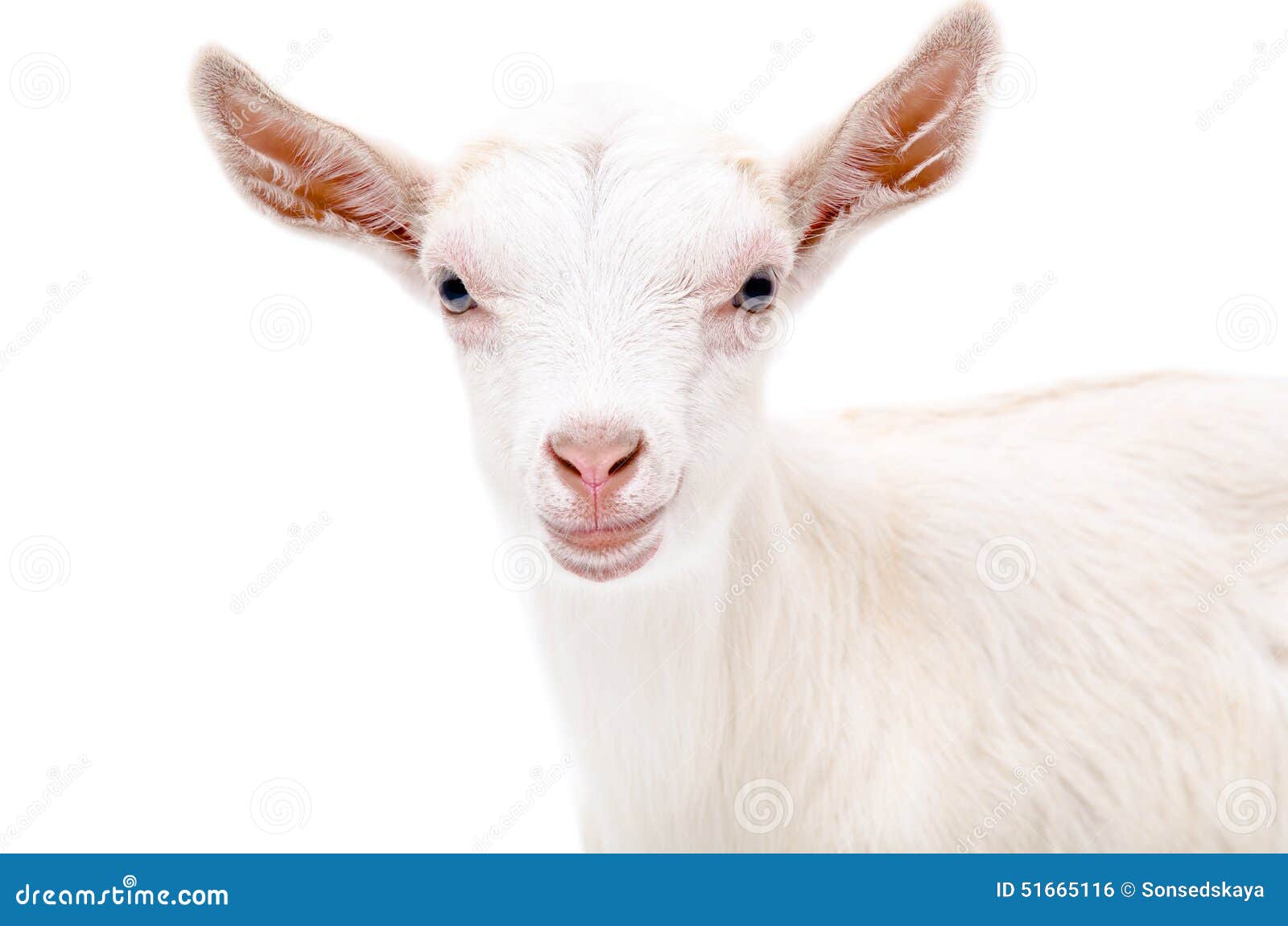Portrait of a white goat stock photo. Image of funny - 51665116