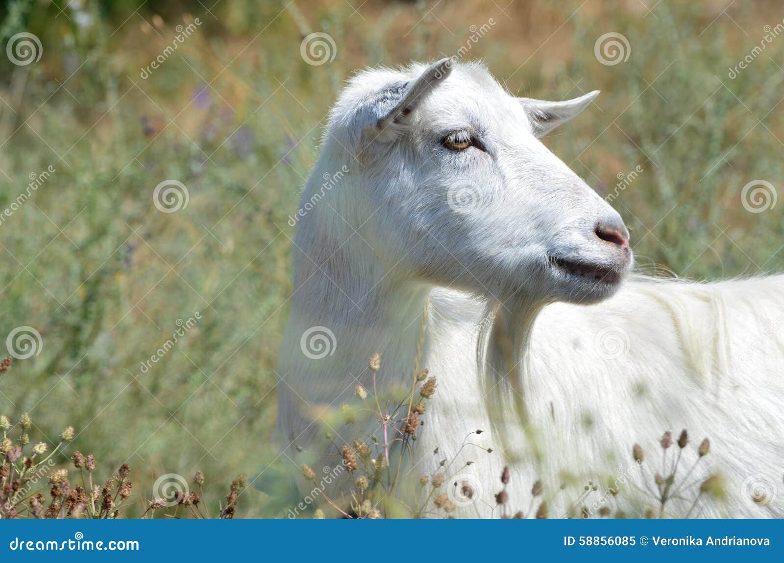 Portrait of a white goat stock image. Image of domestic - 58856085
