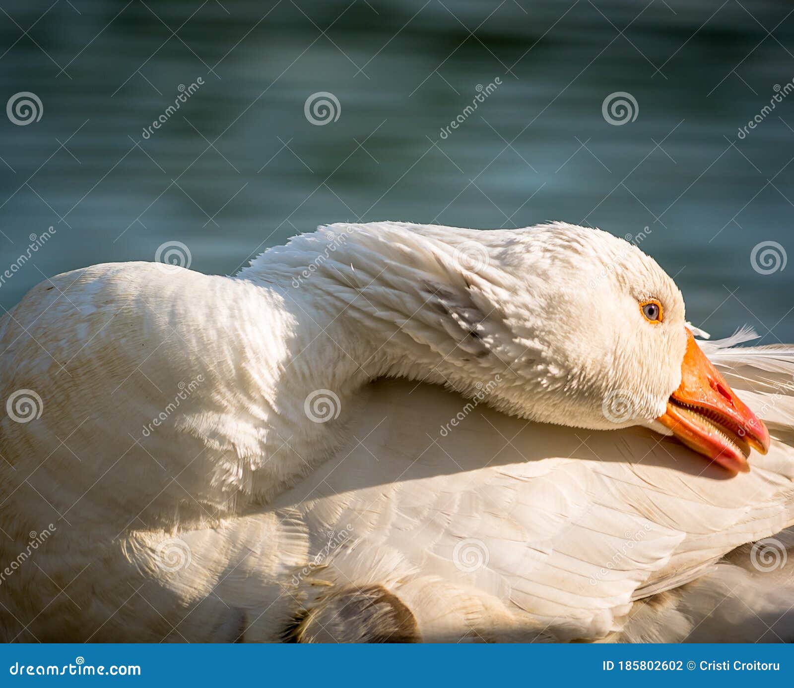 Portrait of a White Goose with a Flexible Neck Stock Photo - Image of ...