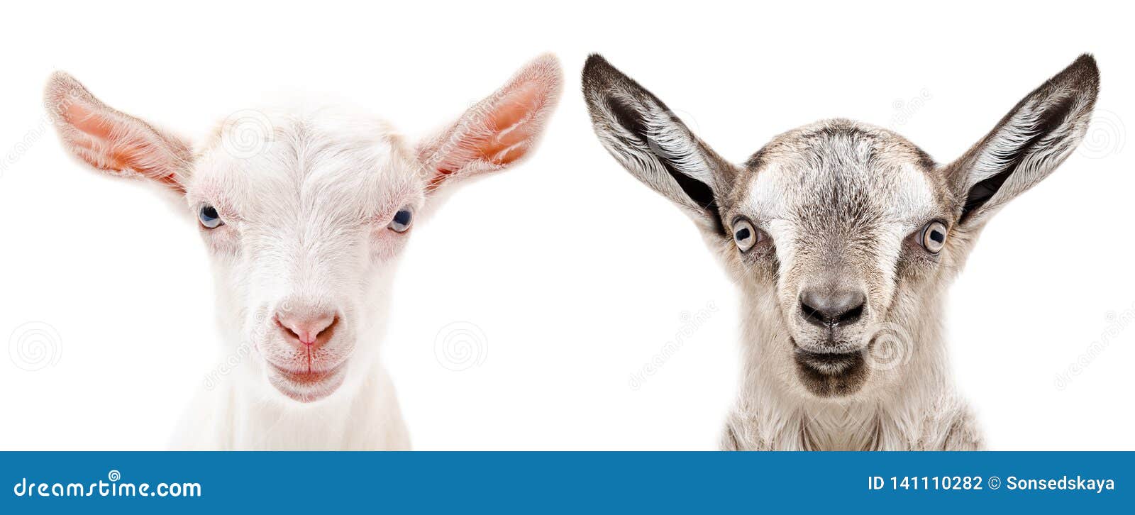 Portrait of a White and Gray Goats Stock Photo - Image of beautiful ...
