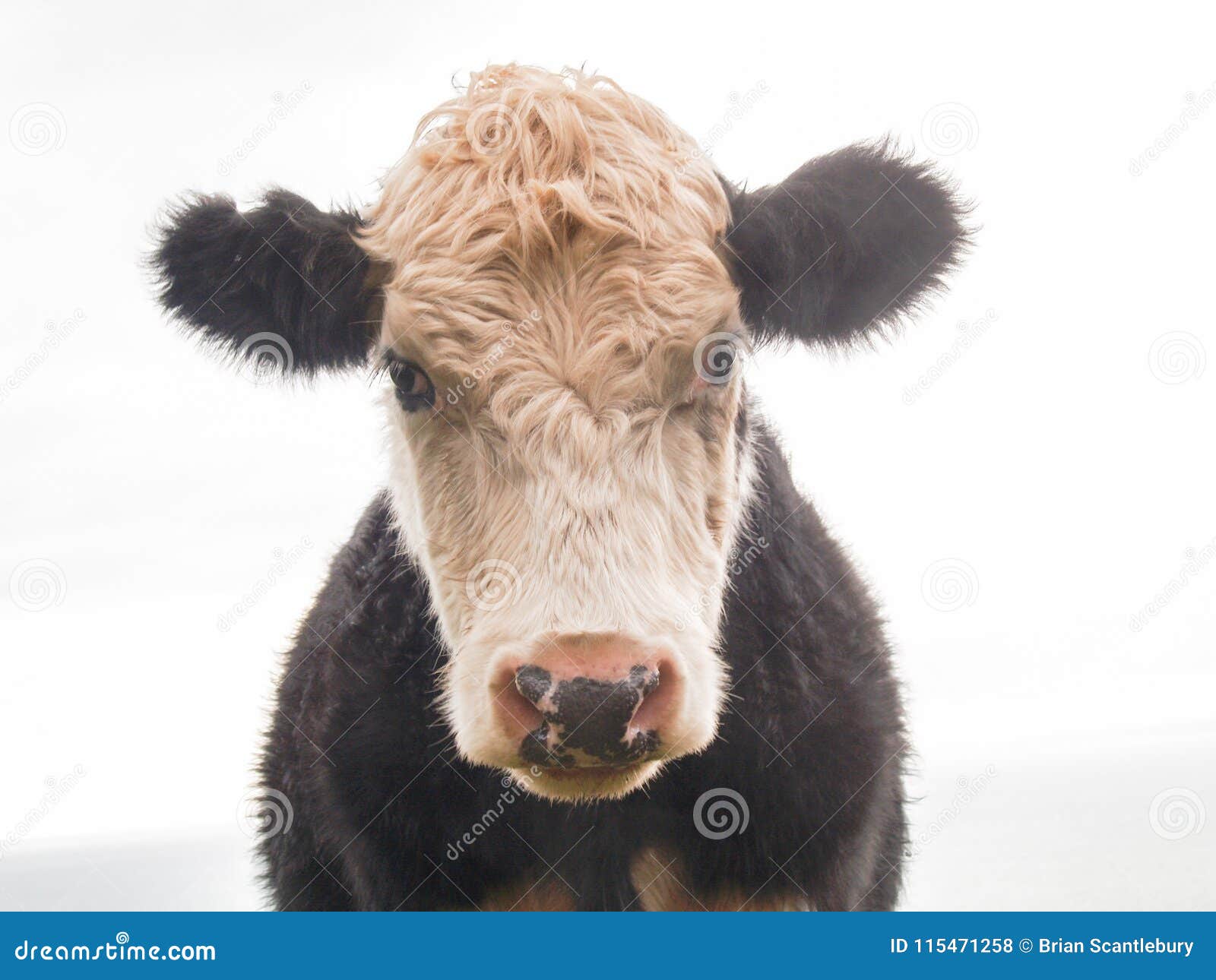 Cattle beast close-up stock photo. Image of agriculture - 115471258