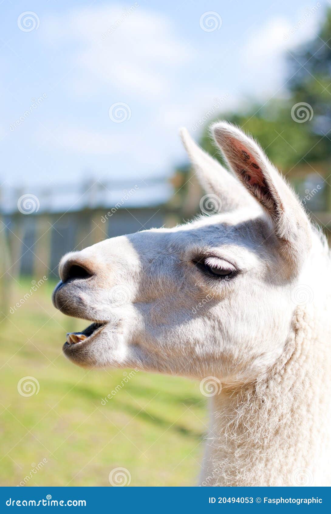 Portrait of a white lama stock image. Image of field - 20494053