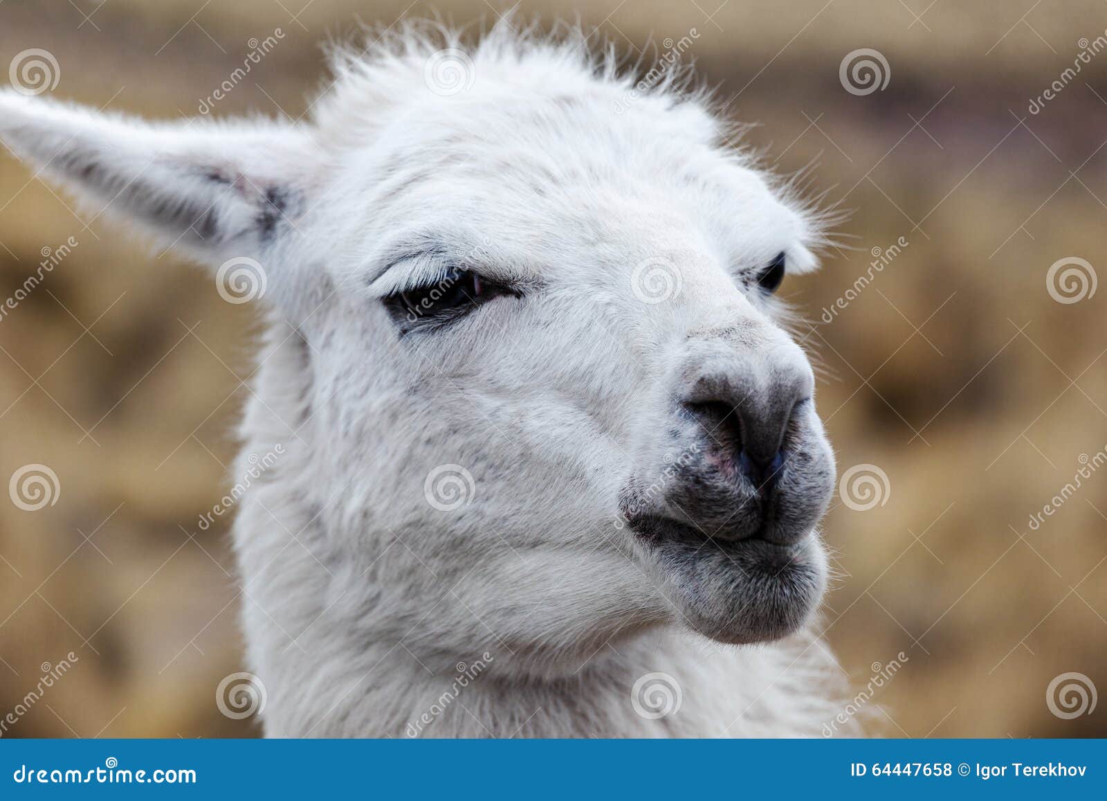 Portrait of a white lama stock photo. Image of domestic - 64447658