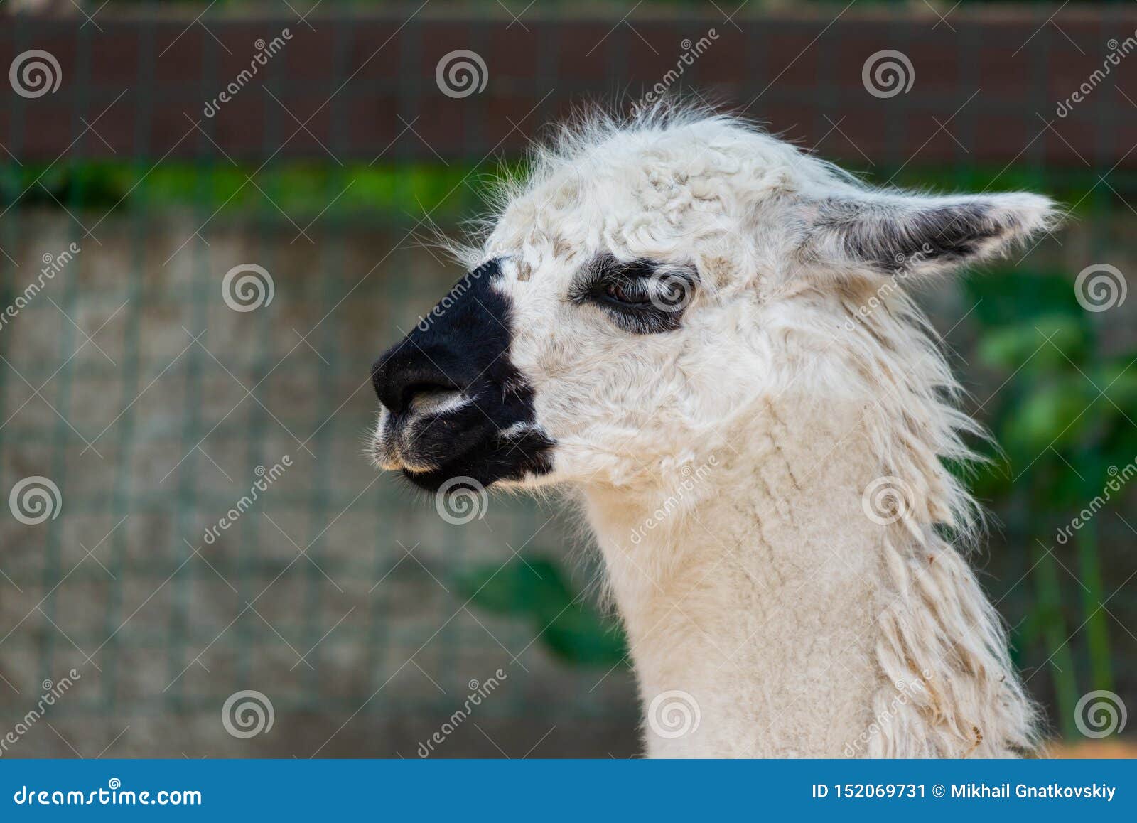 Portrait of a White Lama in Lamas Farm Stock Image - Image of funny ...