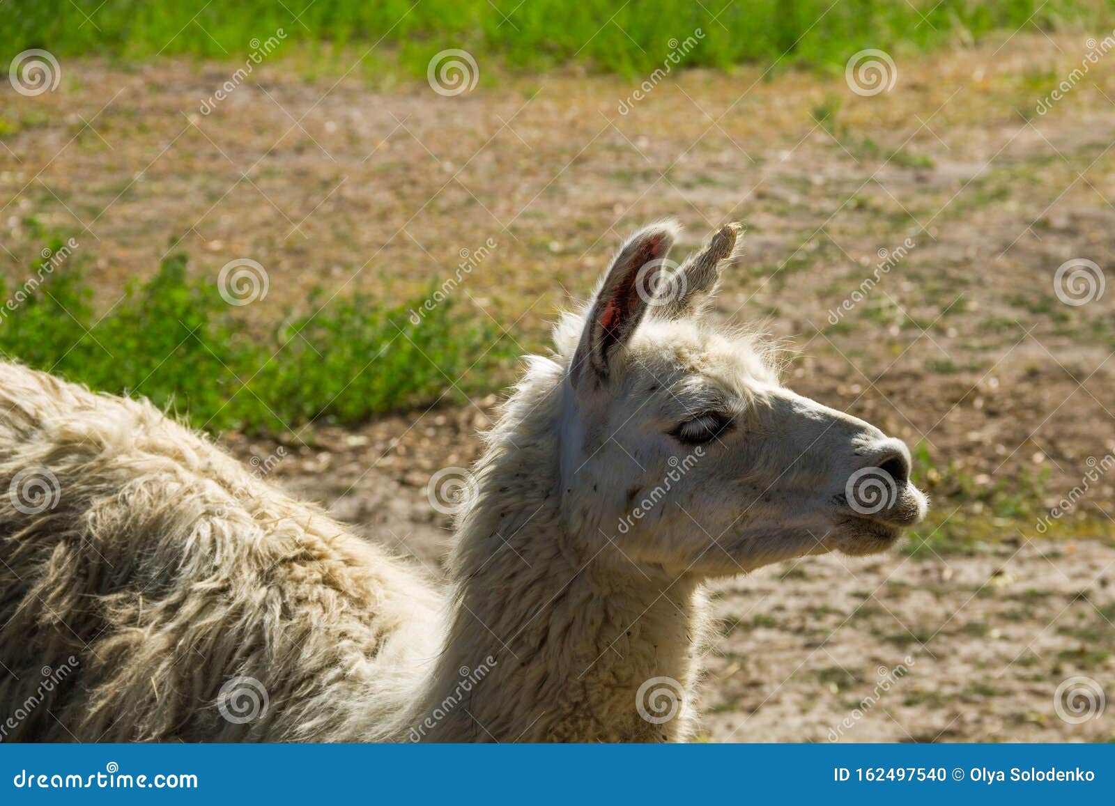 White Lama Stock Photos - Download 7,297 Royalty Free Photos