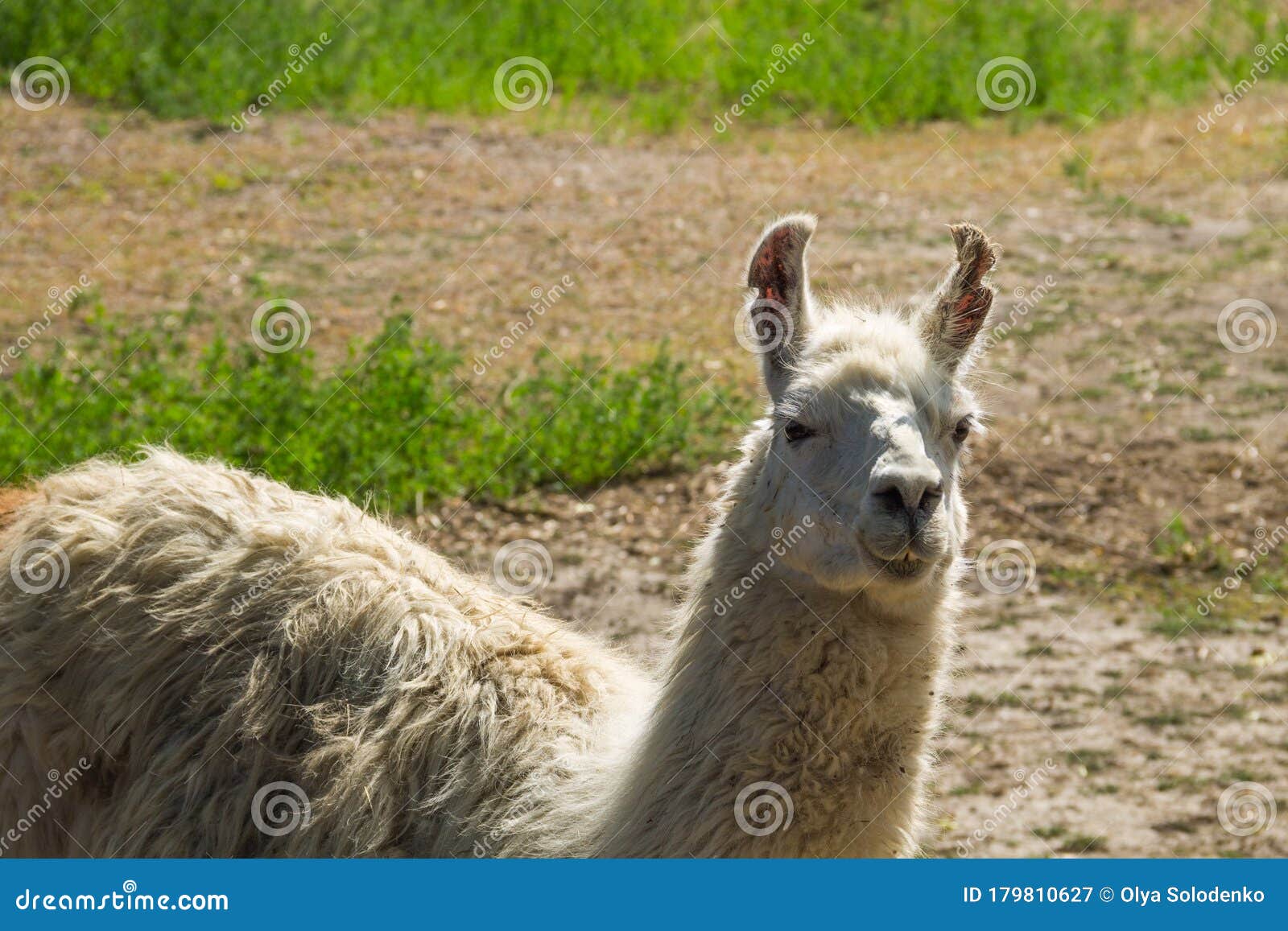 Portrait of a white lama stock image. Image of look - 179810627