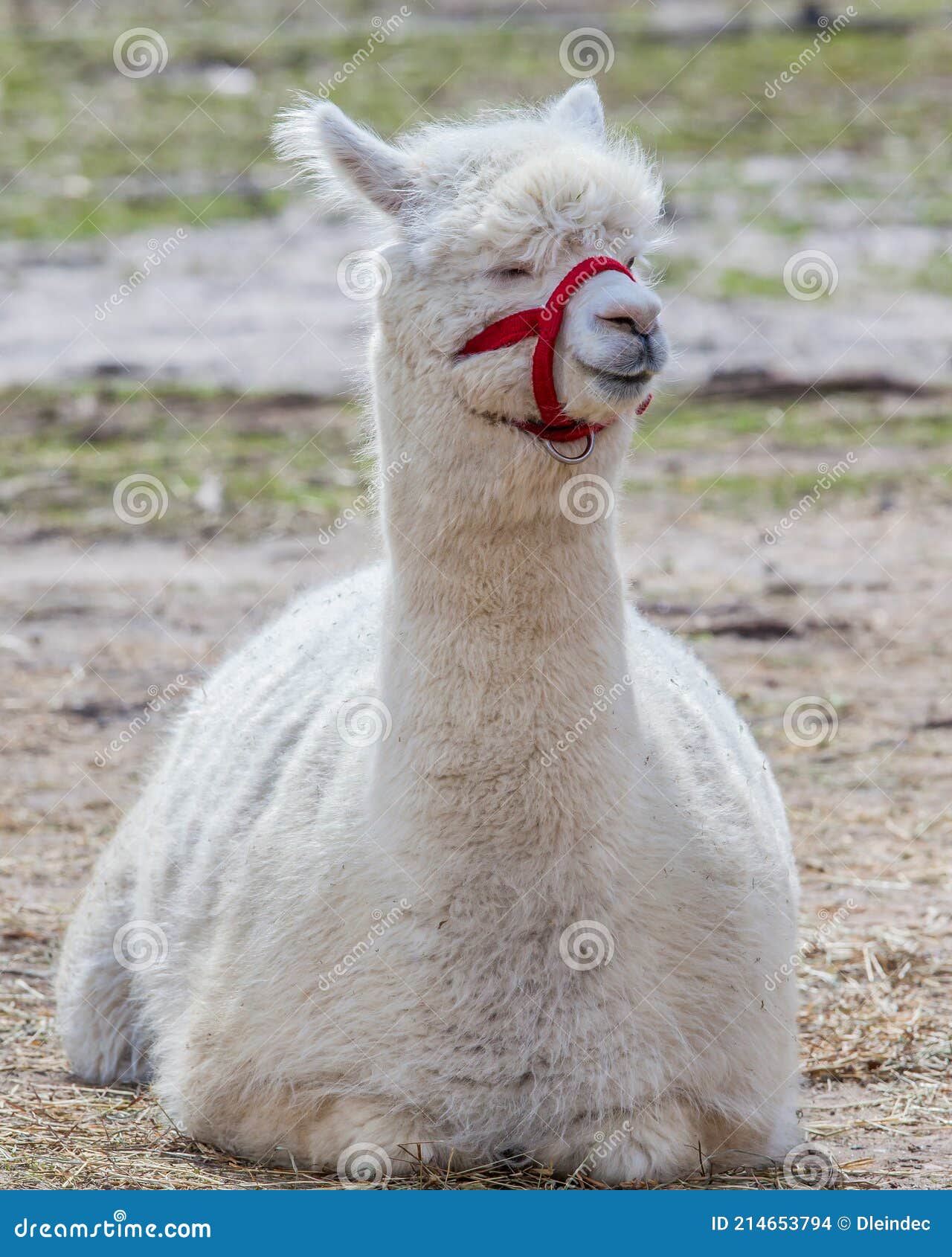 Portrait of a White Llama Lying Down Stock Photo - Image of peru ...