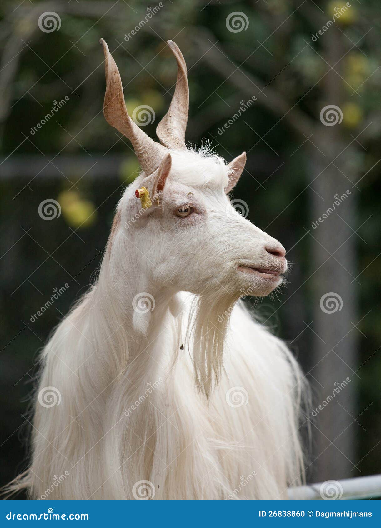 Portrait of a White Male Goat Stock Photo - Image of horns, mammal ...