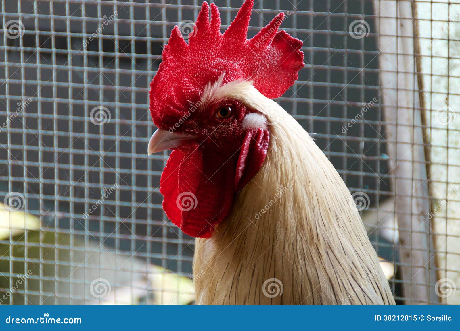 Portrait of White Maran Rooster in Pen Stock Image - Image of green ...