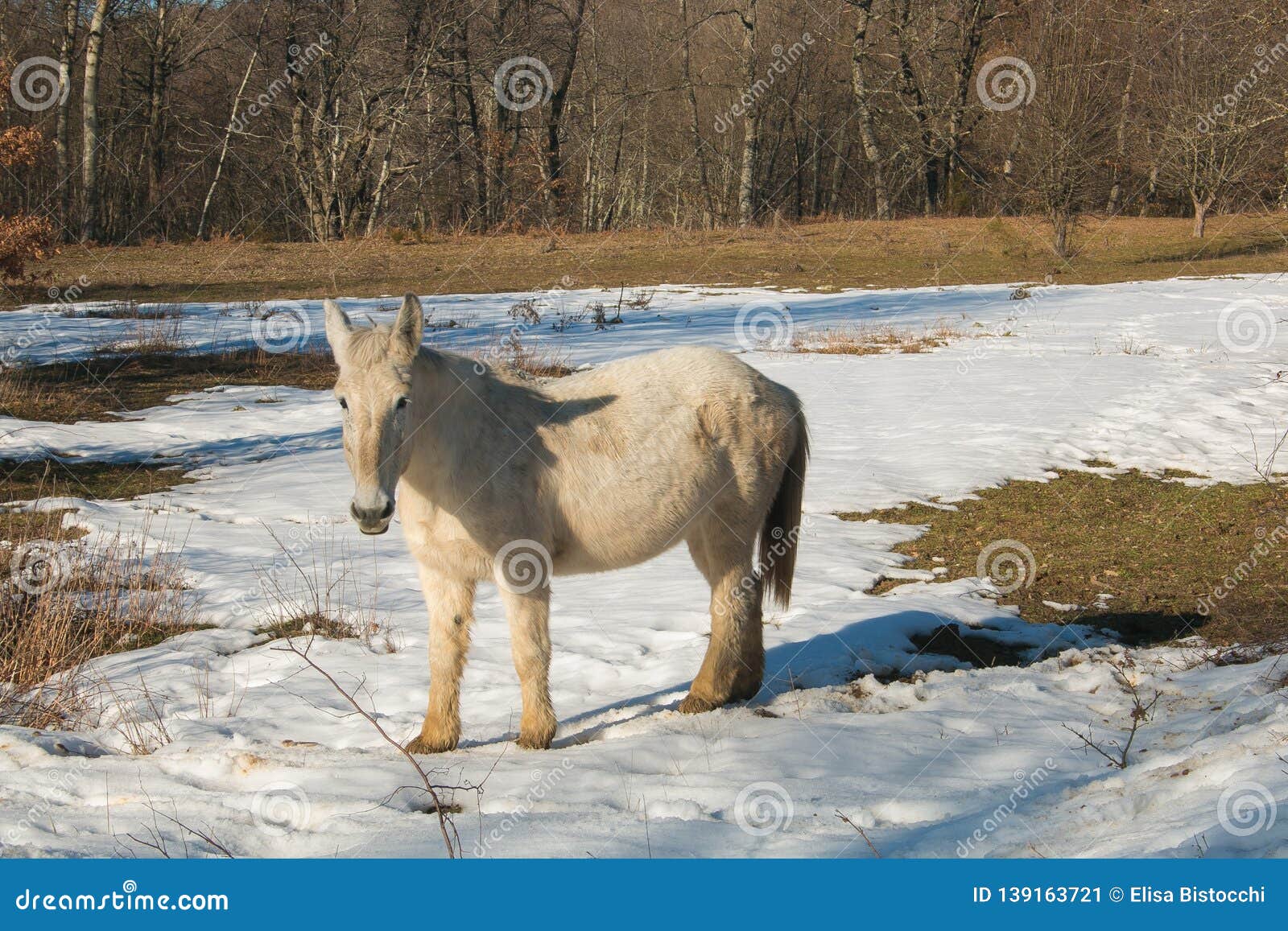 Portrait of White Mule in the Snow Stock Image - Image of monti, beauty ...