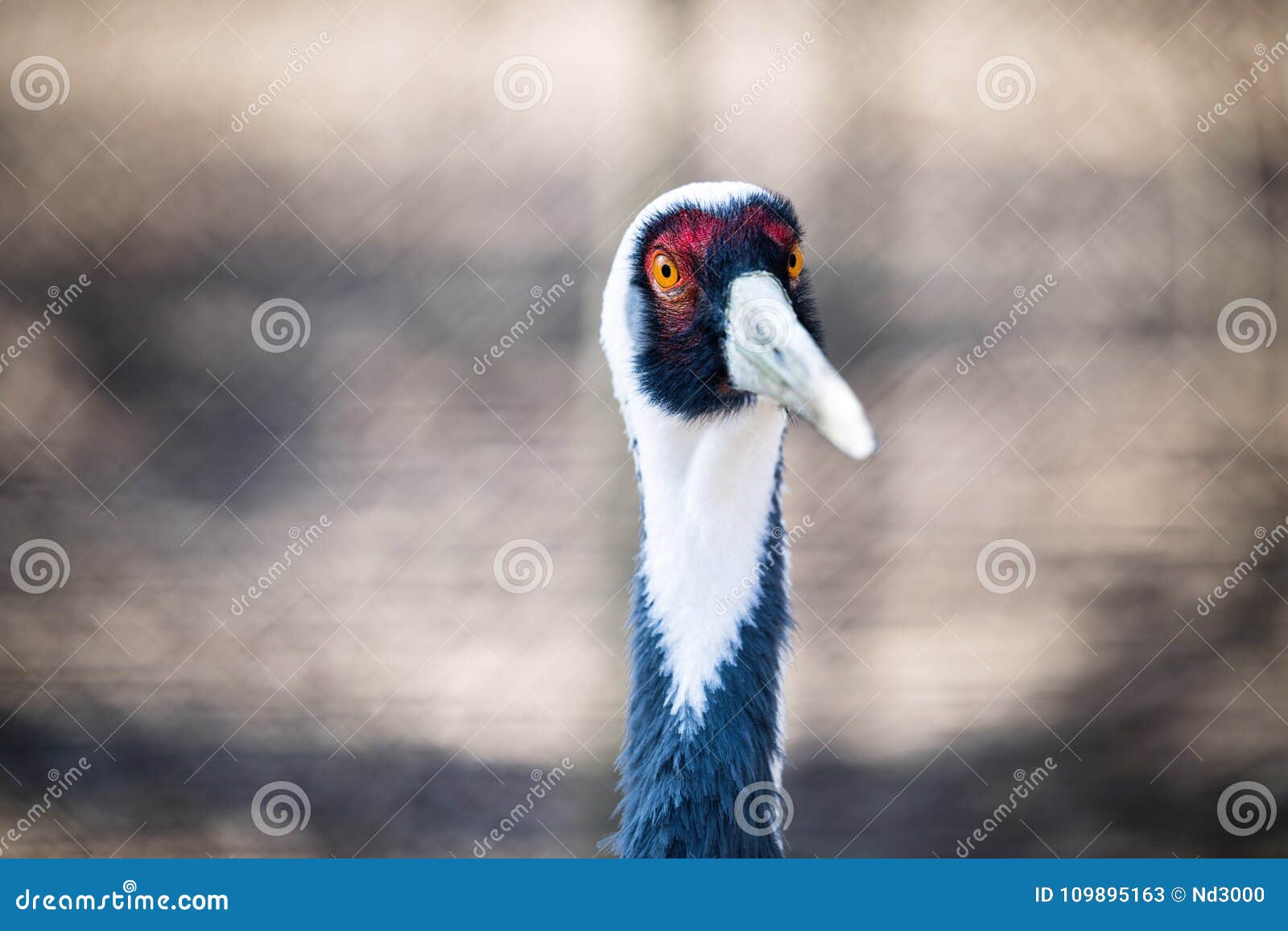 Portrait of White Neck Crane in Nature Stock Image - Image of ...