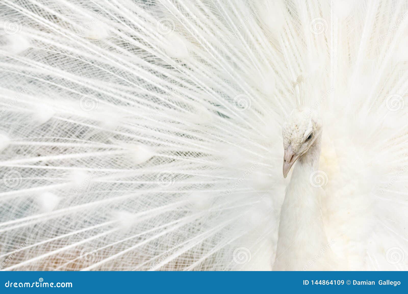 Portrait Of A White Peacock With Open Feathers Performing The Bridal