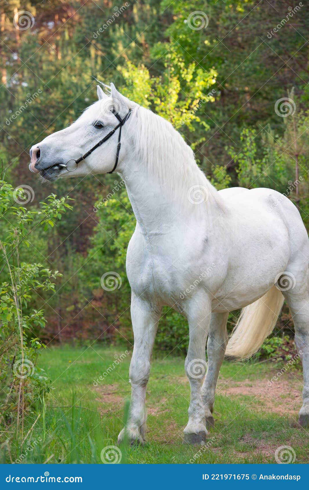 Portrait of White Percheron Draft Horse in Forest Stock Image - Image ...