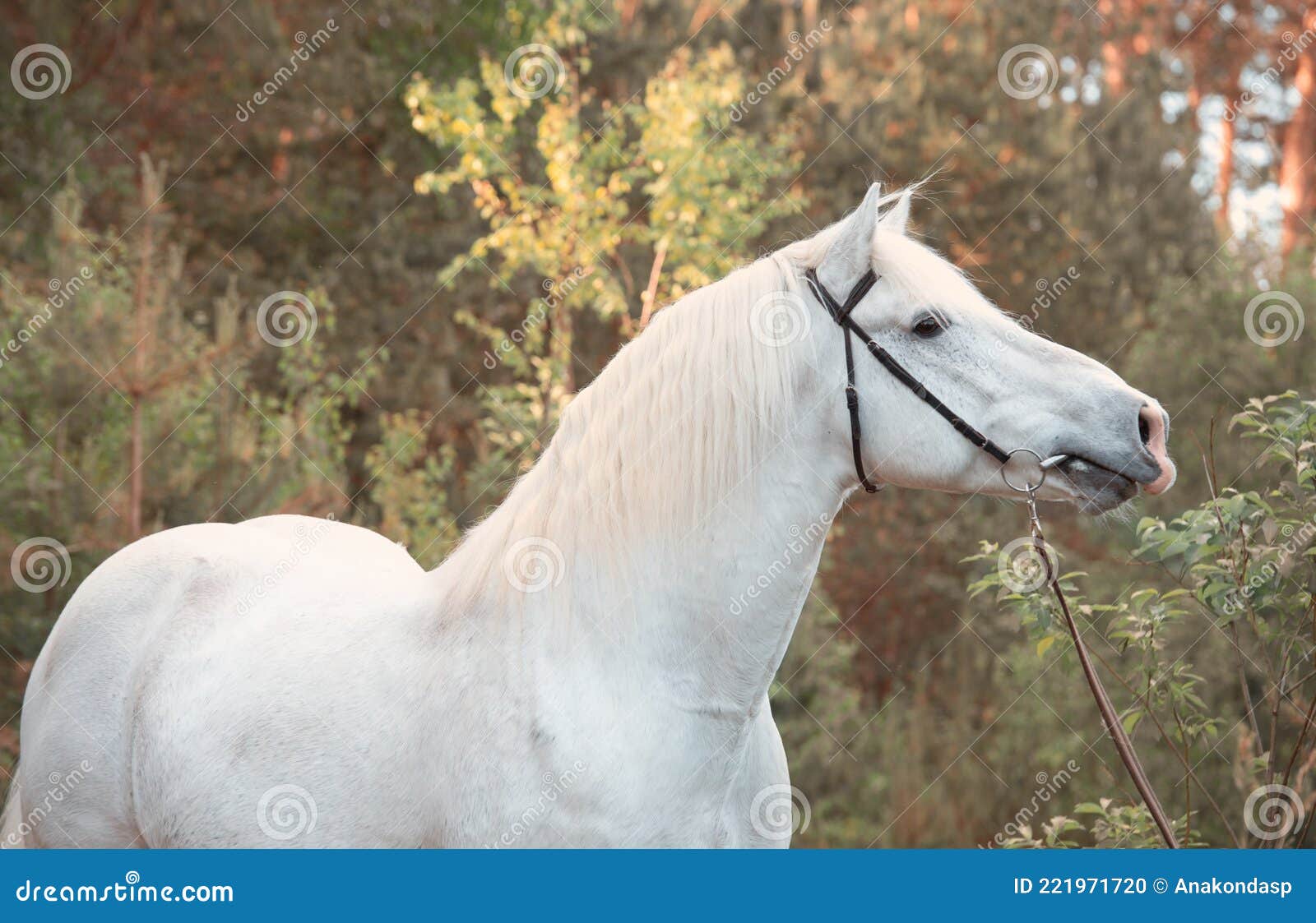 Portrait of White Percheron Draft Horse in Forest Stock Photo - Image ...