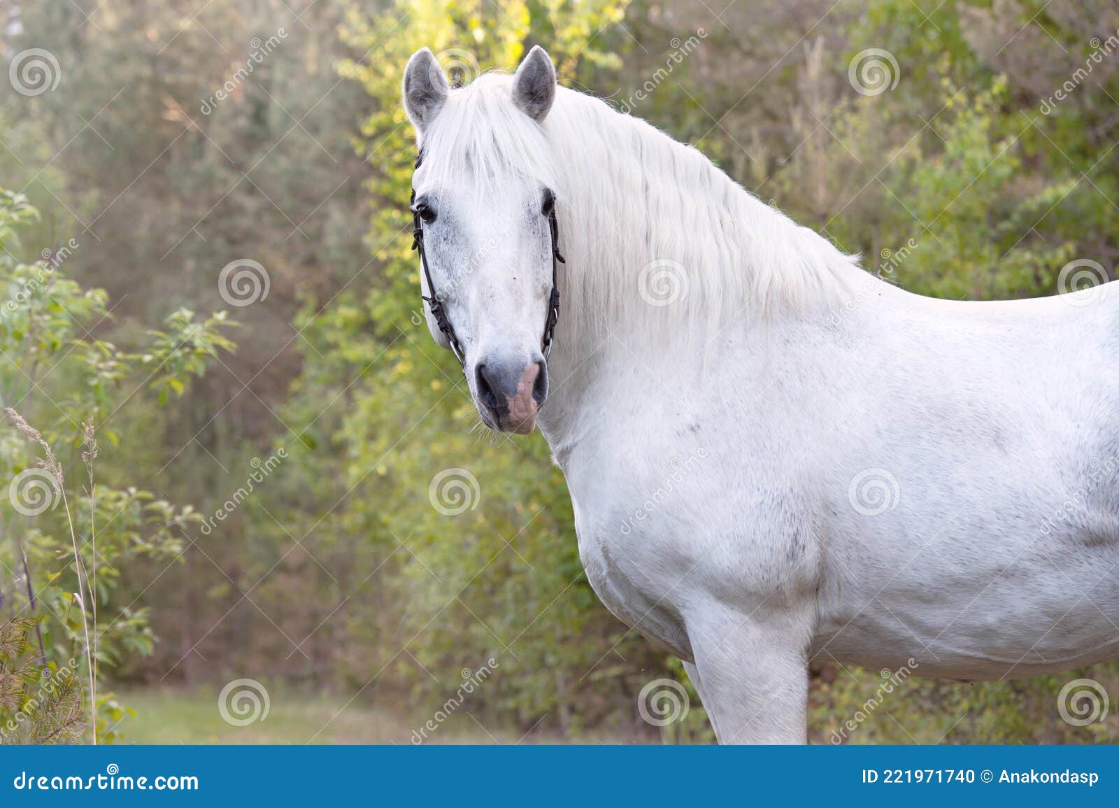 Portrait of White Percheron Draft Horse Posing in Forest Stock Photo ...