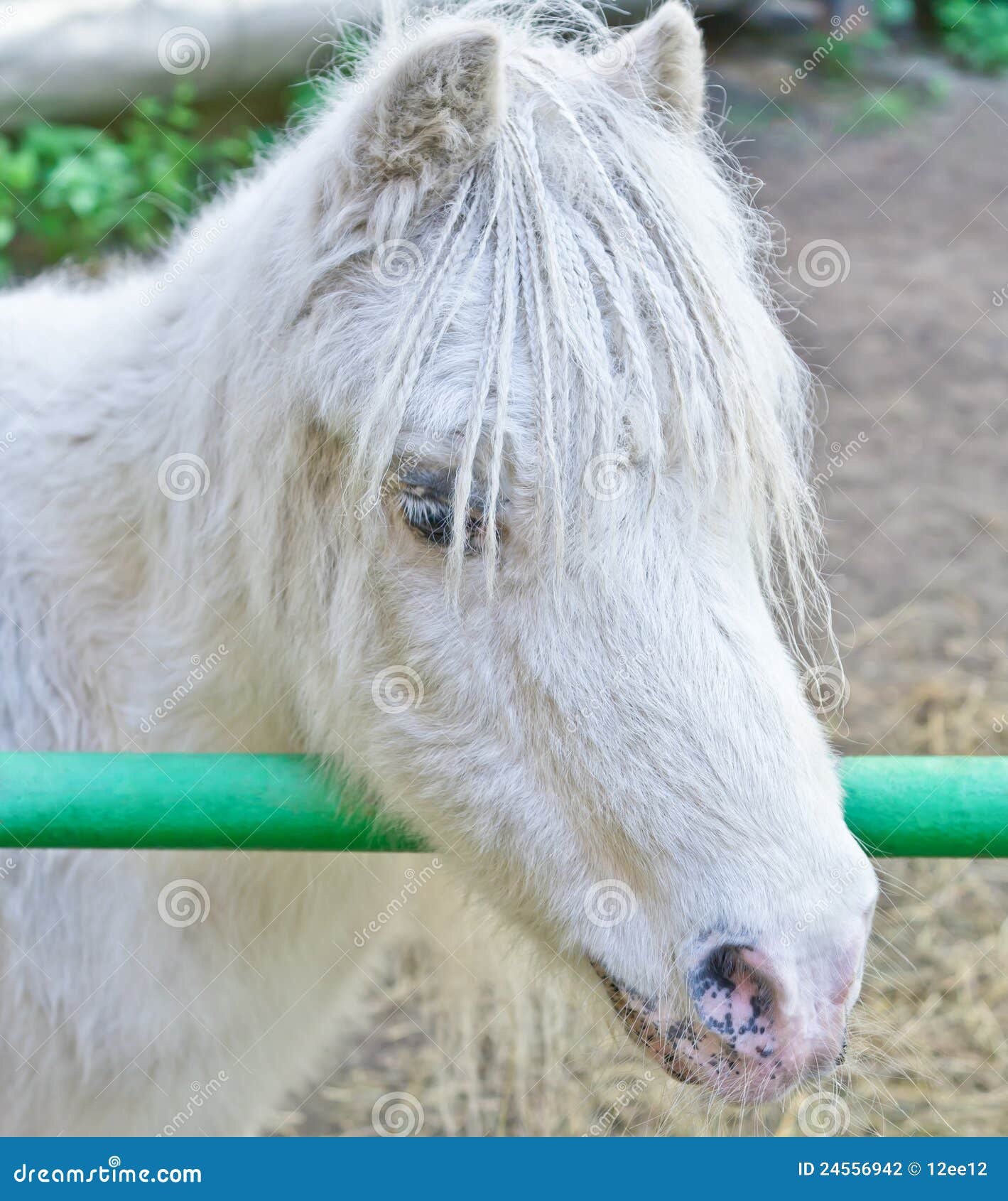 Portrait of white pony stock photo. Image of little, beauty - 24556942