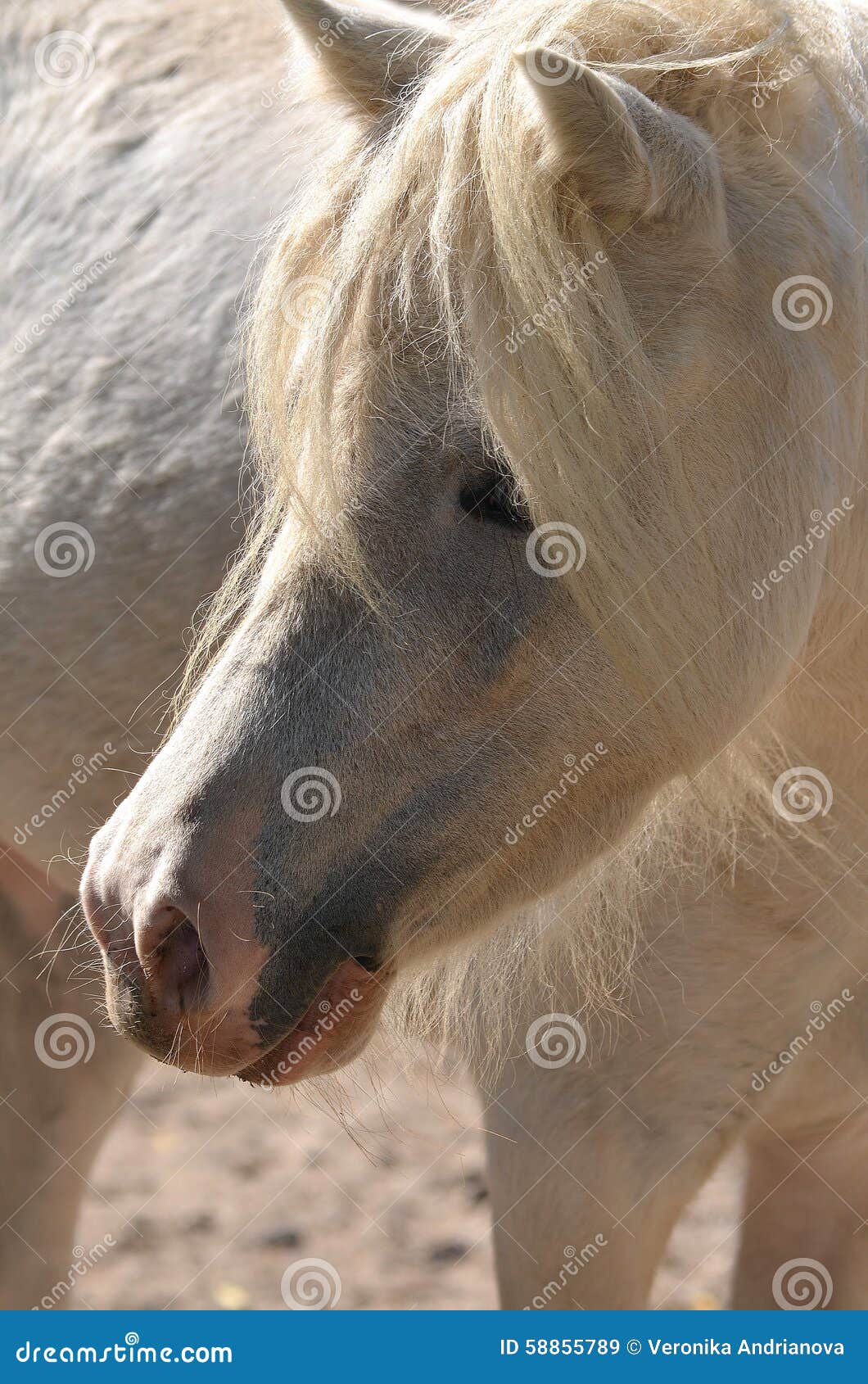 Portrait of a white pony stock image. Image of mane, horse - 58855789