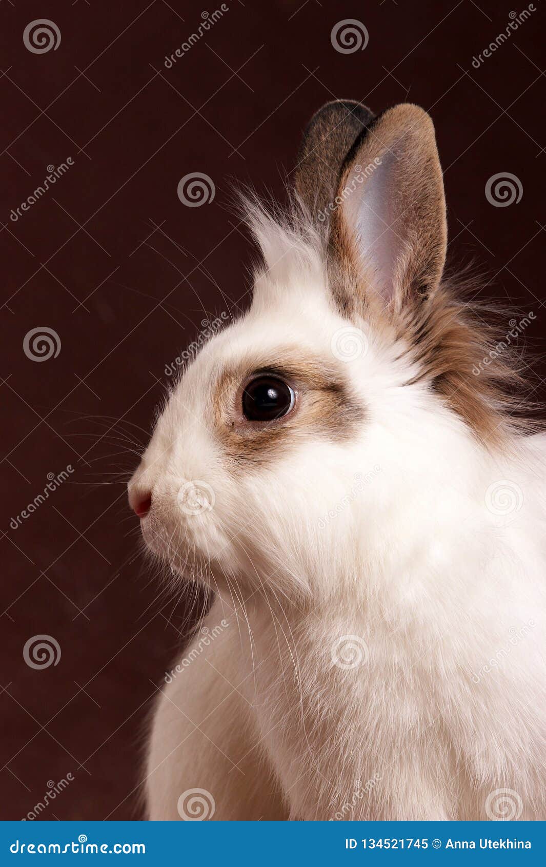 Portrait of a white rabbit stock image. Image of white - 134521745