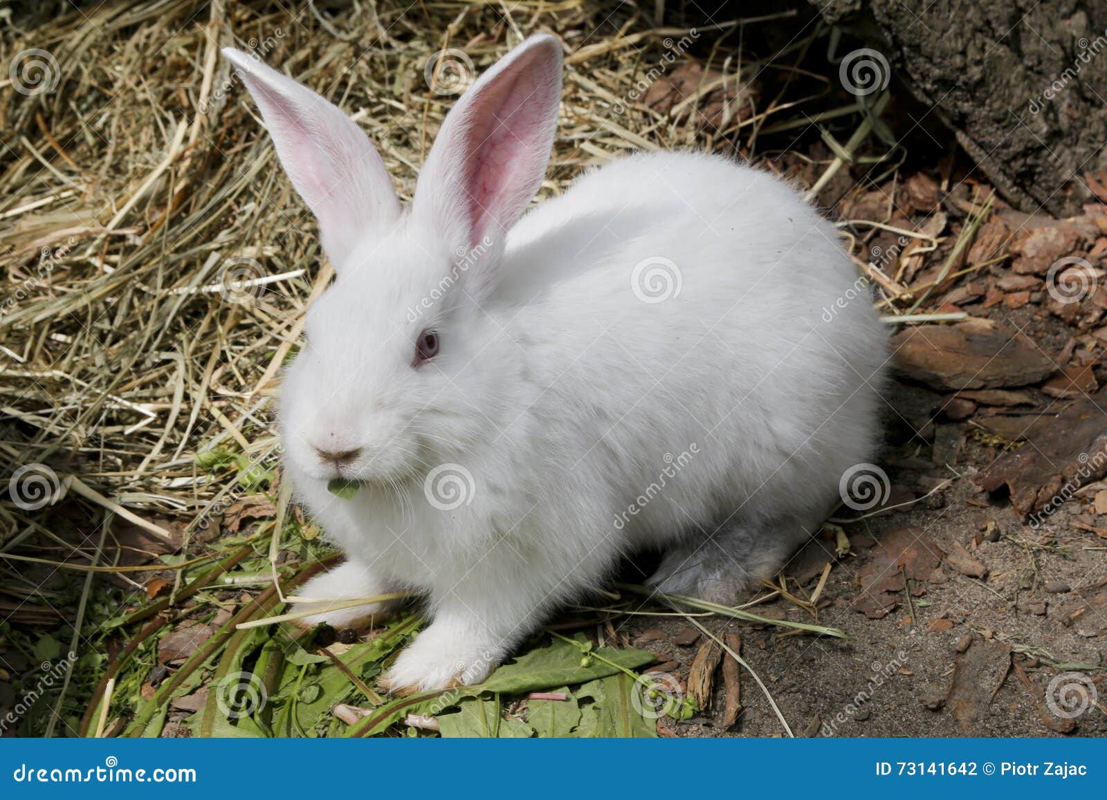 Portrait of white rabbit stock photo. Image of single - 73141642