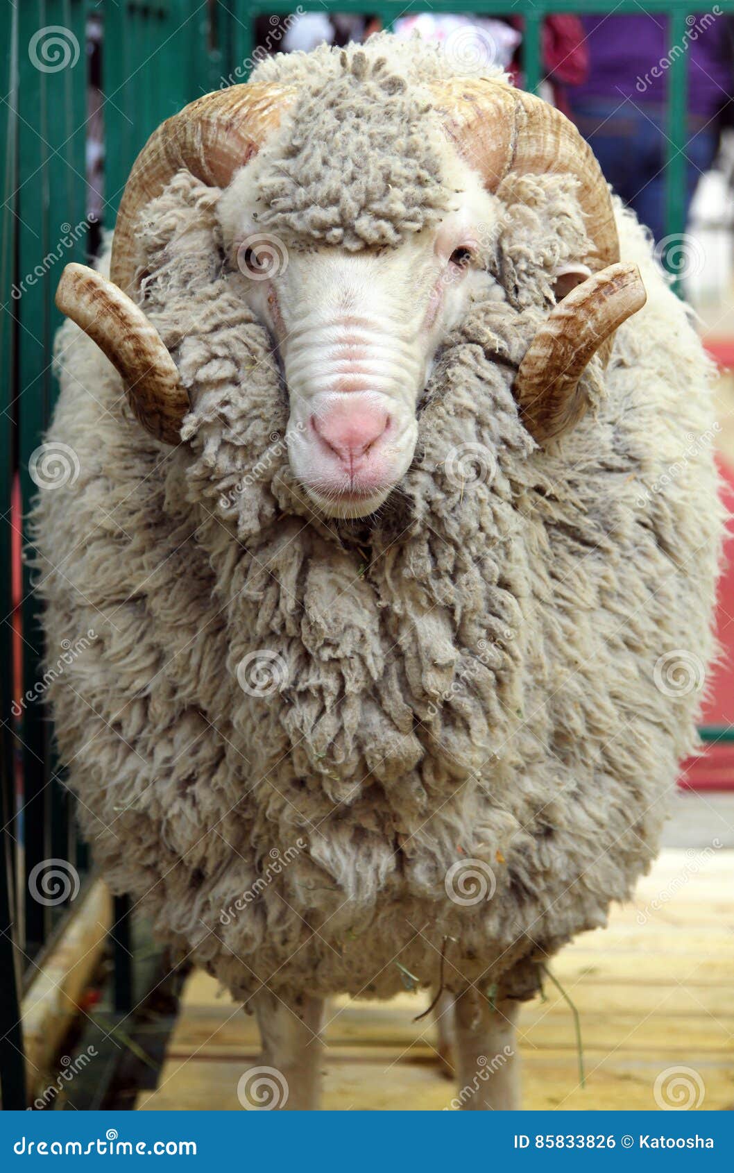 Portrait of White Ram Soviet Merino Breed Stock Photo - Image of ...
