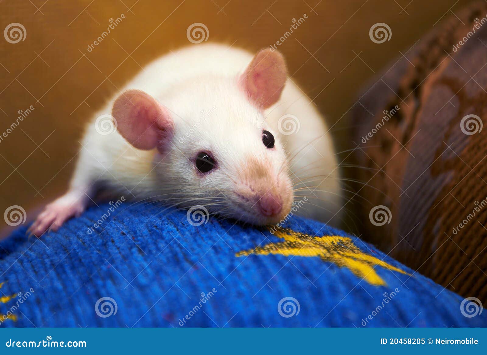 Portrait of white rat. stock image. Image of blue, mammal - 20458205