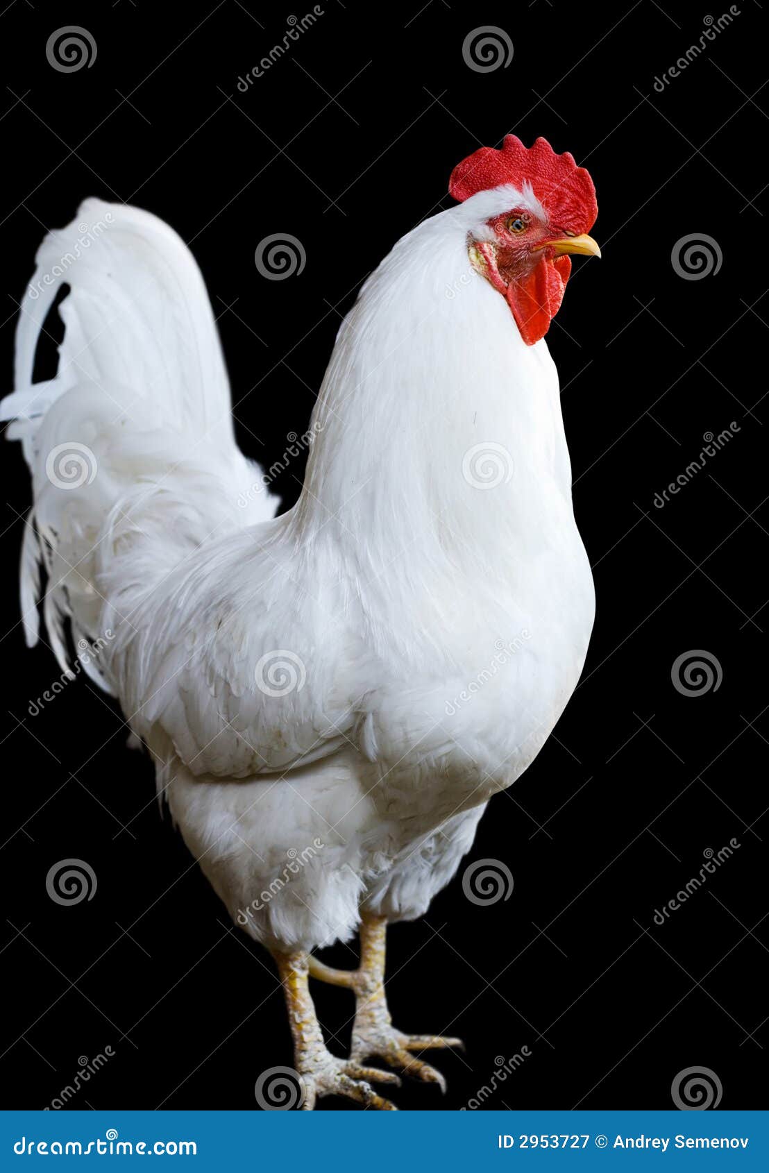 White Rooster