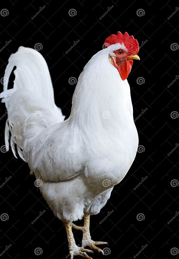 Portrait of white Rooster stock image. Image of white - 2953727