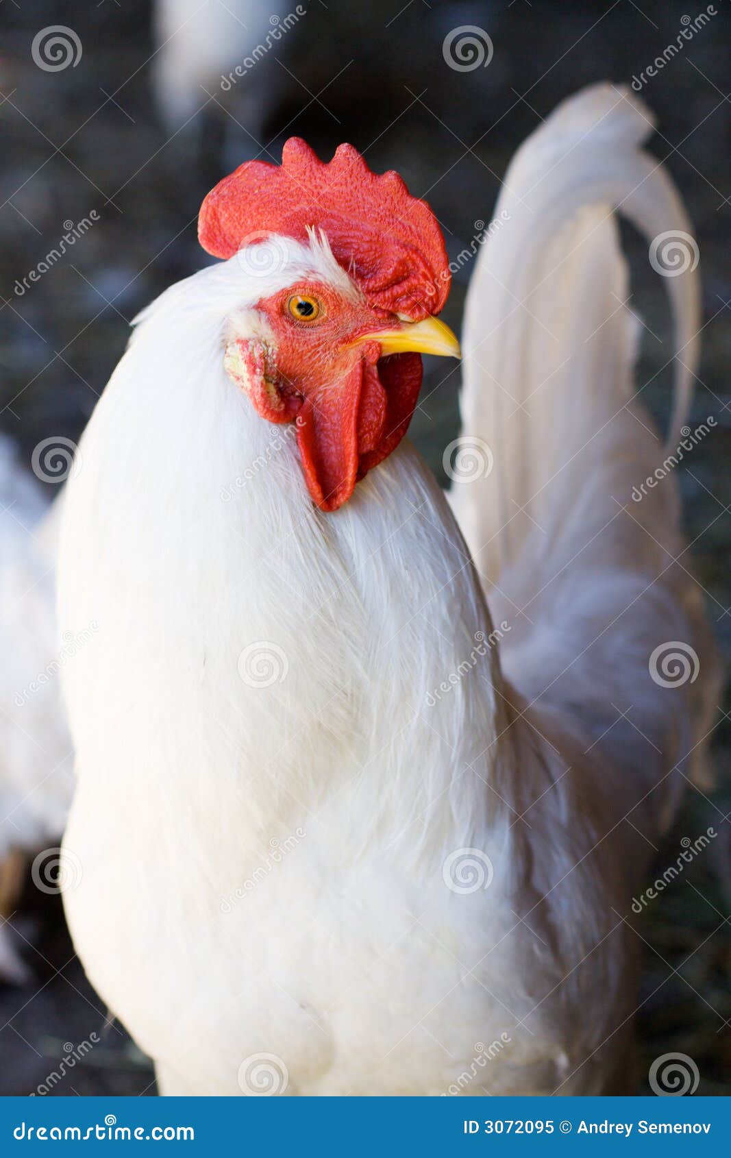 Portrait of white Rooster stock image. Image of poultry - 3072095