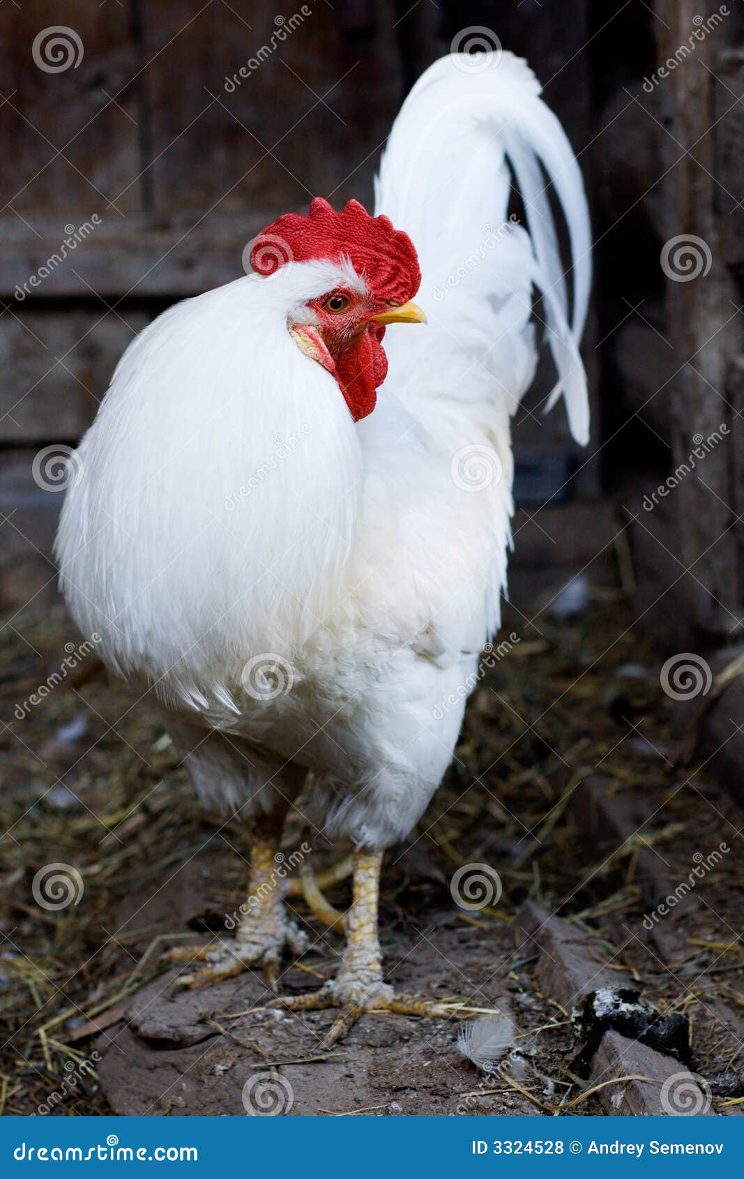 Portrait of white Rooster stock photo. Image of neck, look - 3324528