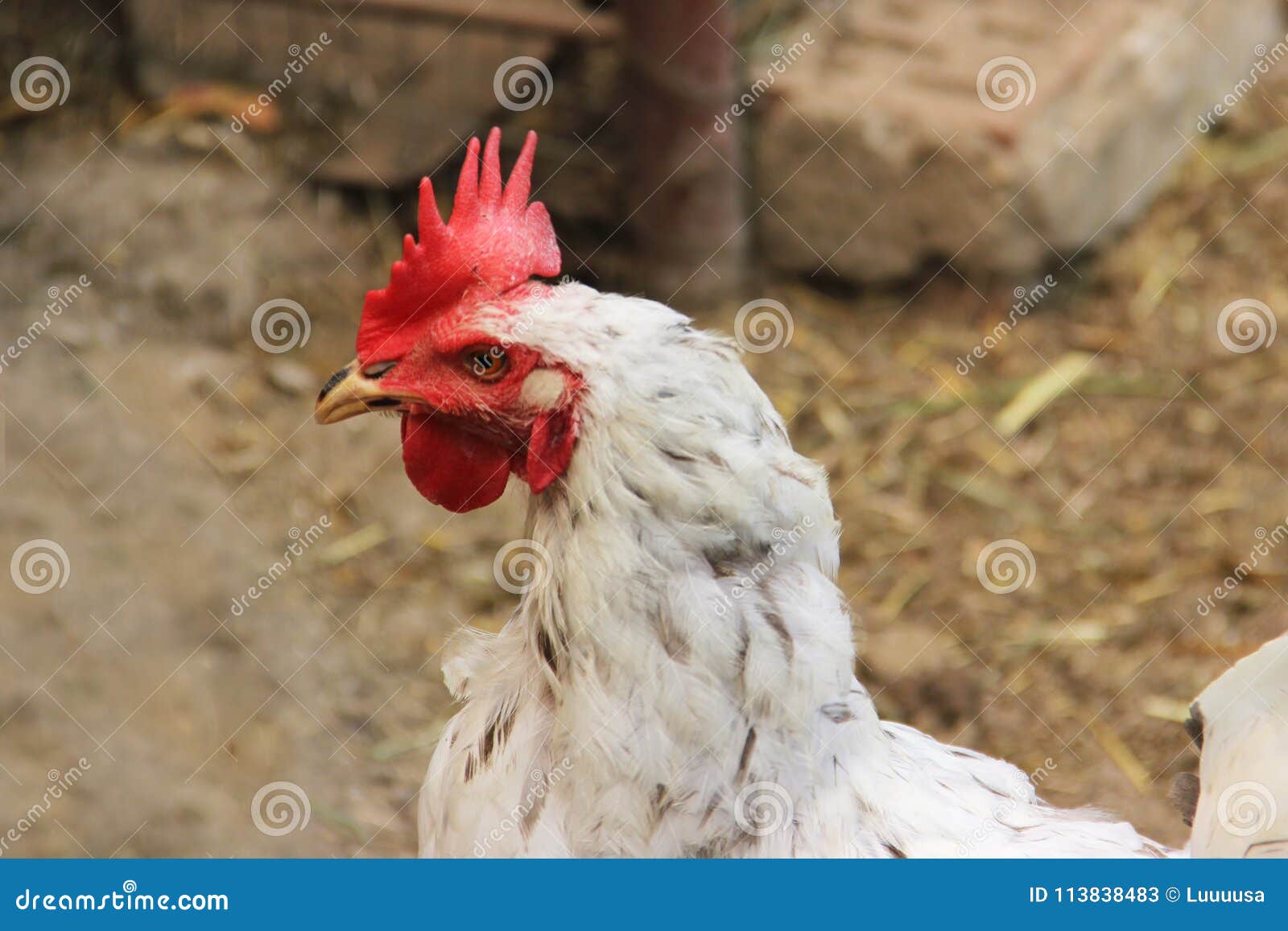 Portrait of a White Rooster. Head. Stock Image - Image of closeup, fire ...