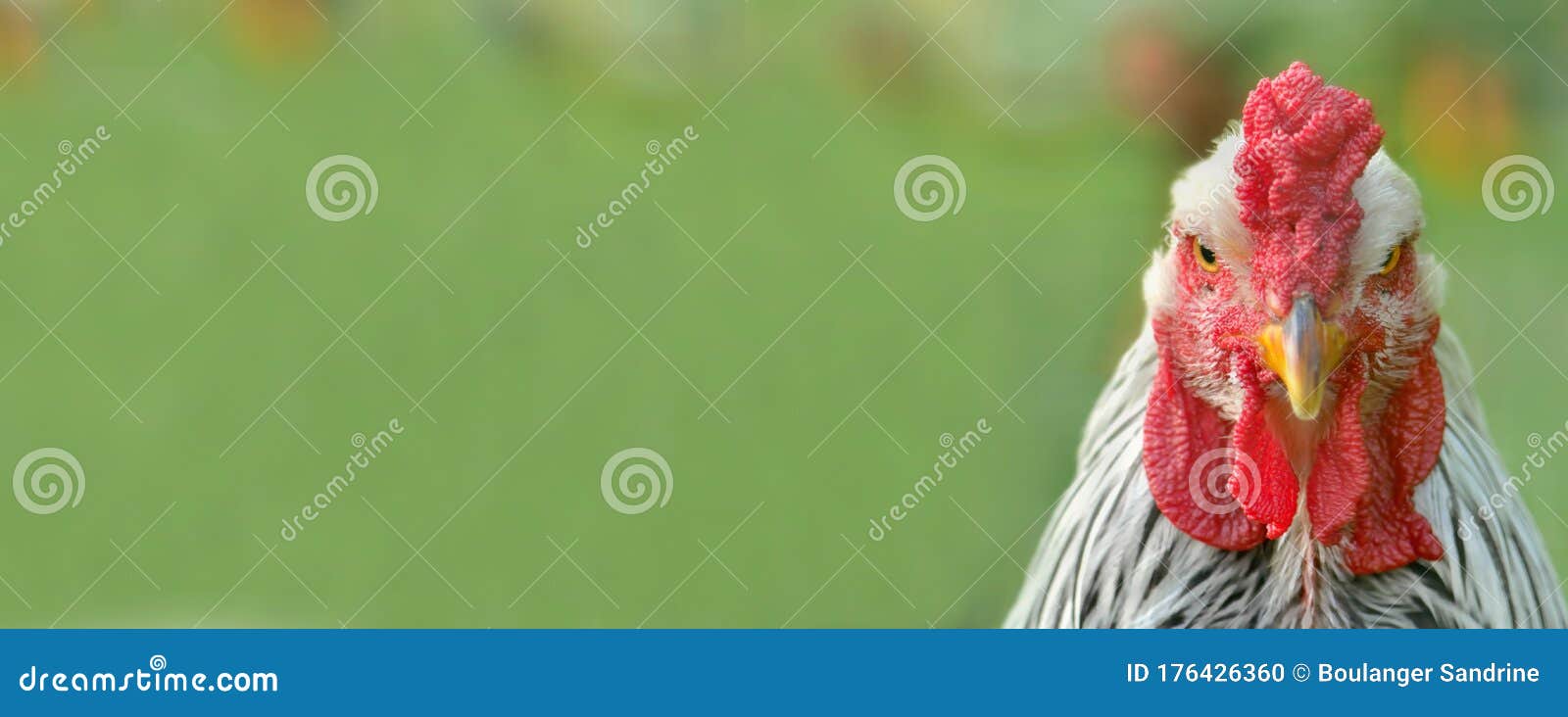 Panoramic Of A Rooster With Its Beautiful Crest And Red Chin, With Its ...