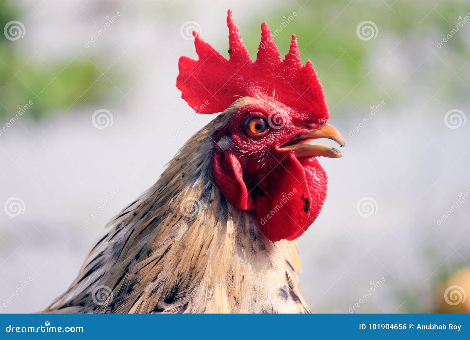 Rooster head. stock photo. Image of color, bird, camera - 101904656