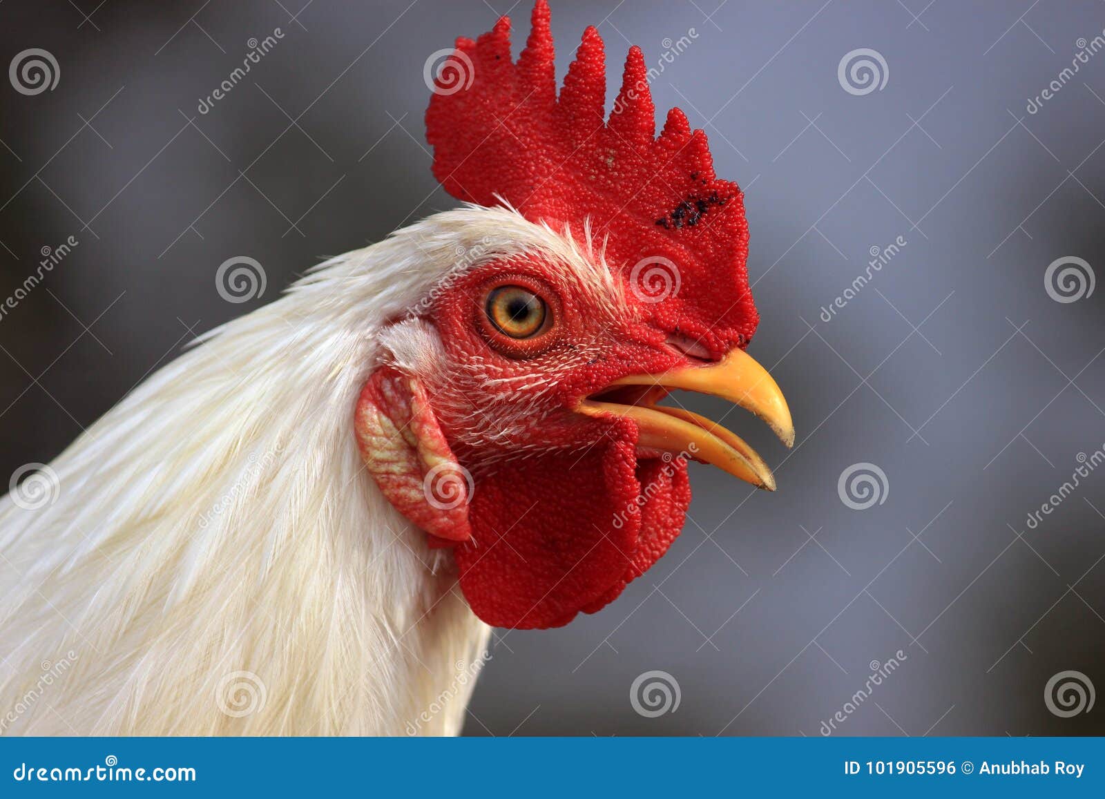 Rooster head. stock photo. Image of barnyard, country - 101905596