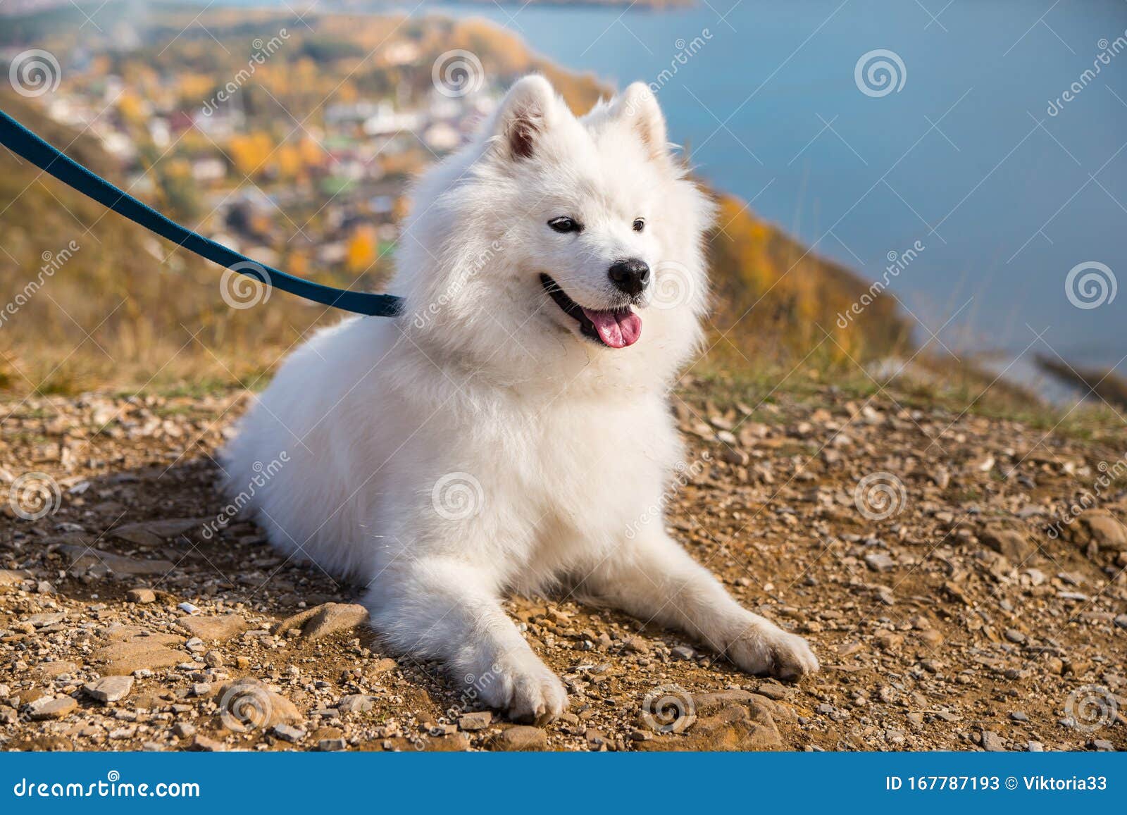 Portrait of White Running Mad Samoyed Crazy Dog Walks Outdoors on a ...