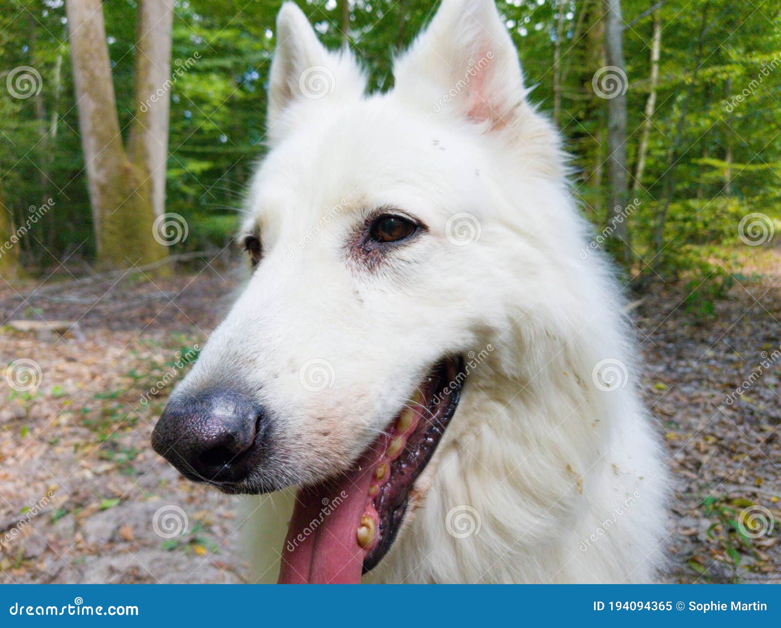 Portrait of White Shepherd Smiling Stock Image - Image of hound ...