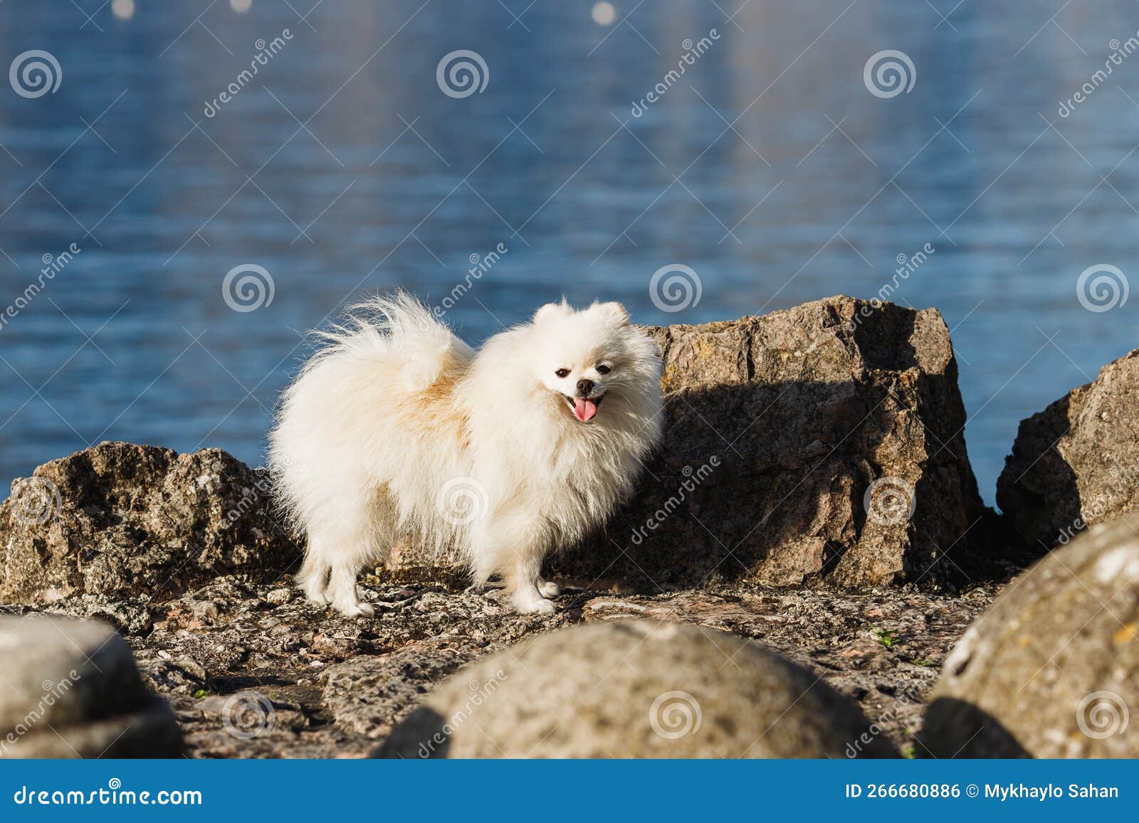 Portrait of White Spitz Dog Ouutdoors. Pomeranian Stock Photo - Image ...