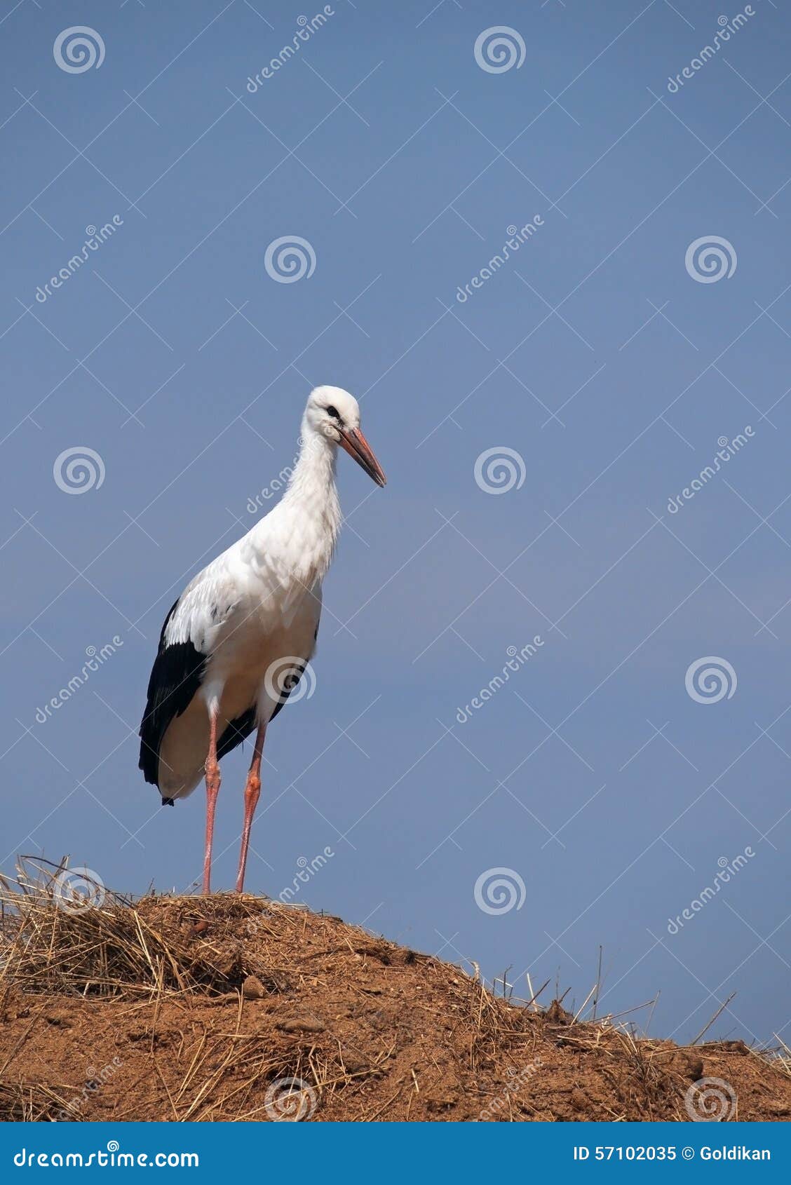 Portrait of White Stork on Natural Background Stock Image - Image of ...