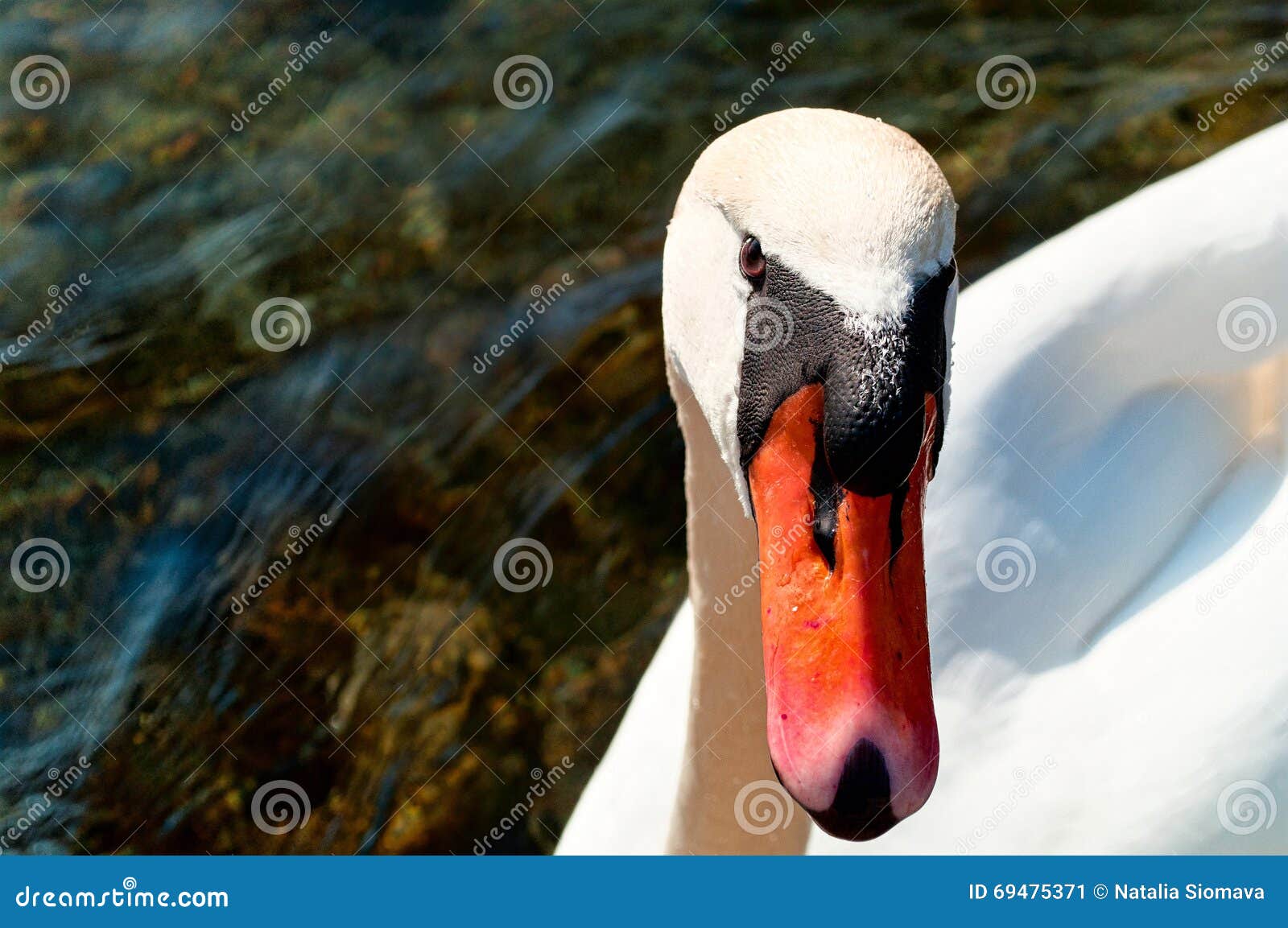Portrait of a White Swan in Natural Environment. Horizontal Stock Image ...