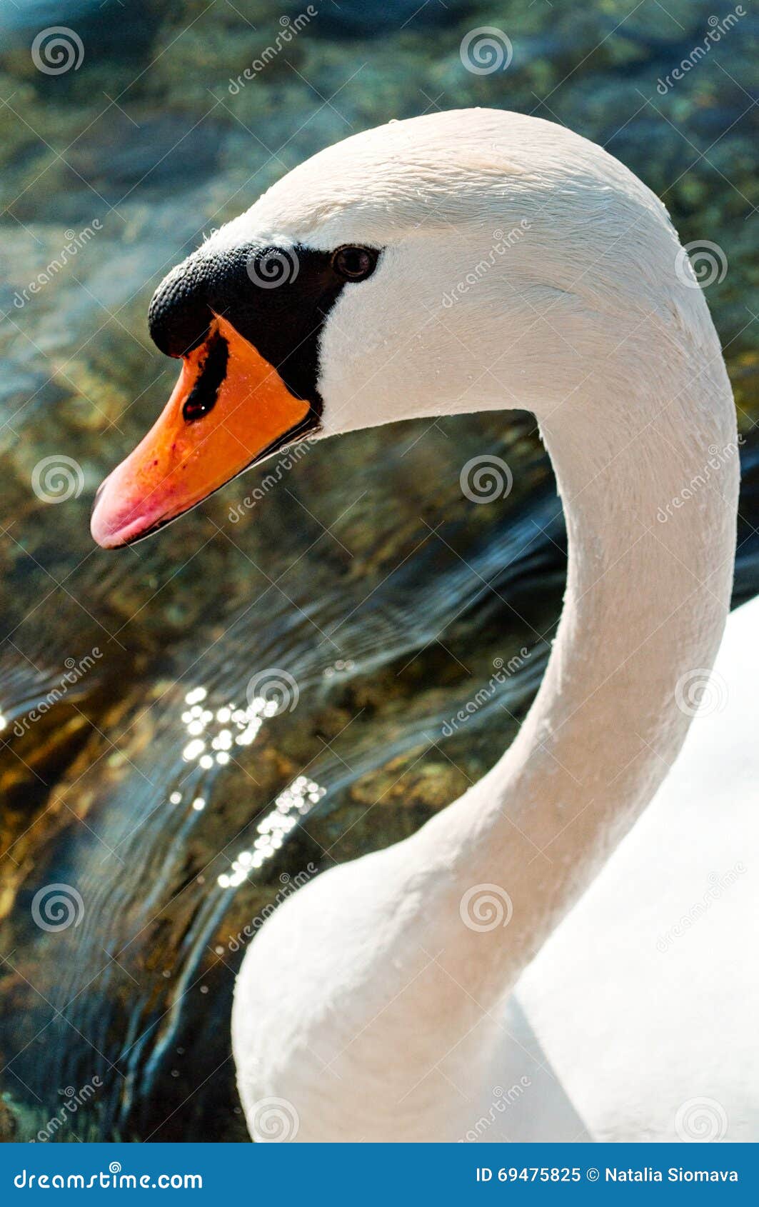 Portrait of a White Swan in Natural Environment. Vertical Stock Image ...
