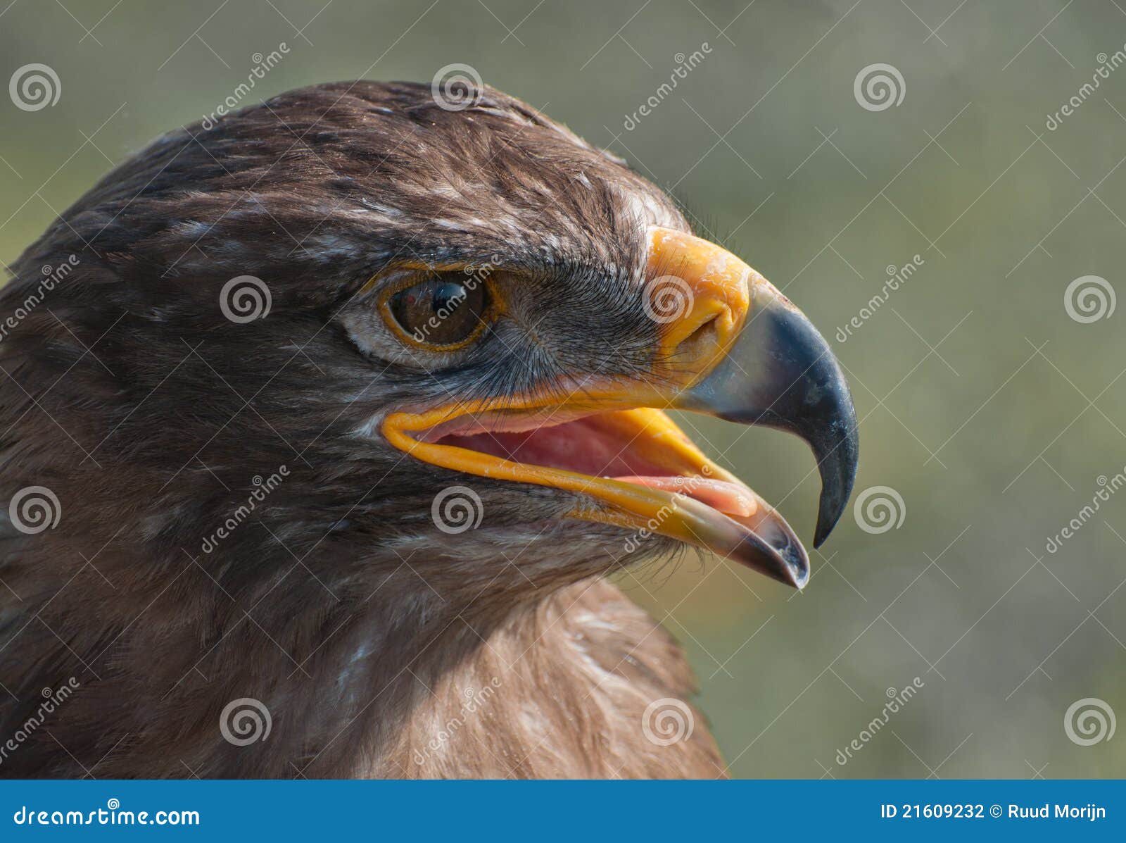 Portrait of a White-tailed Eagle with Open Beak Stock Photo - Image of ...