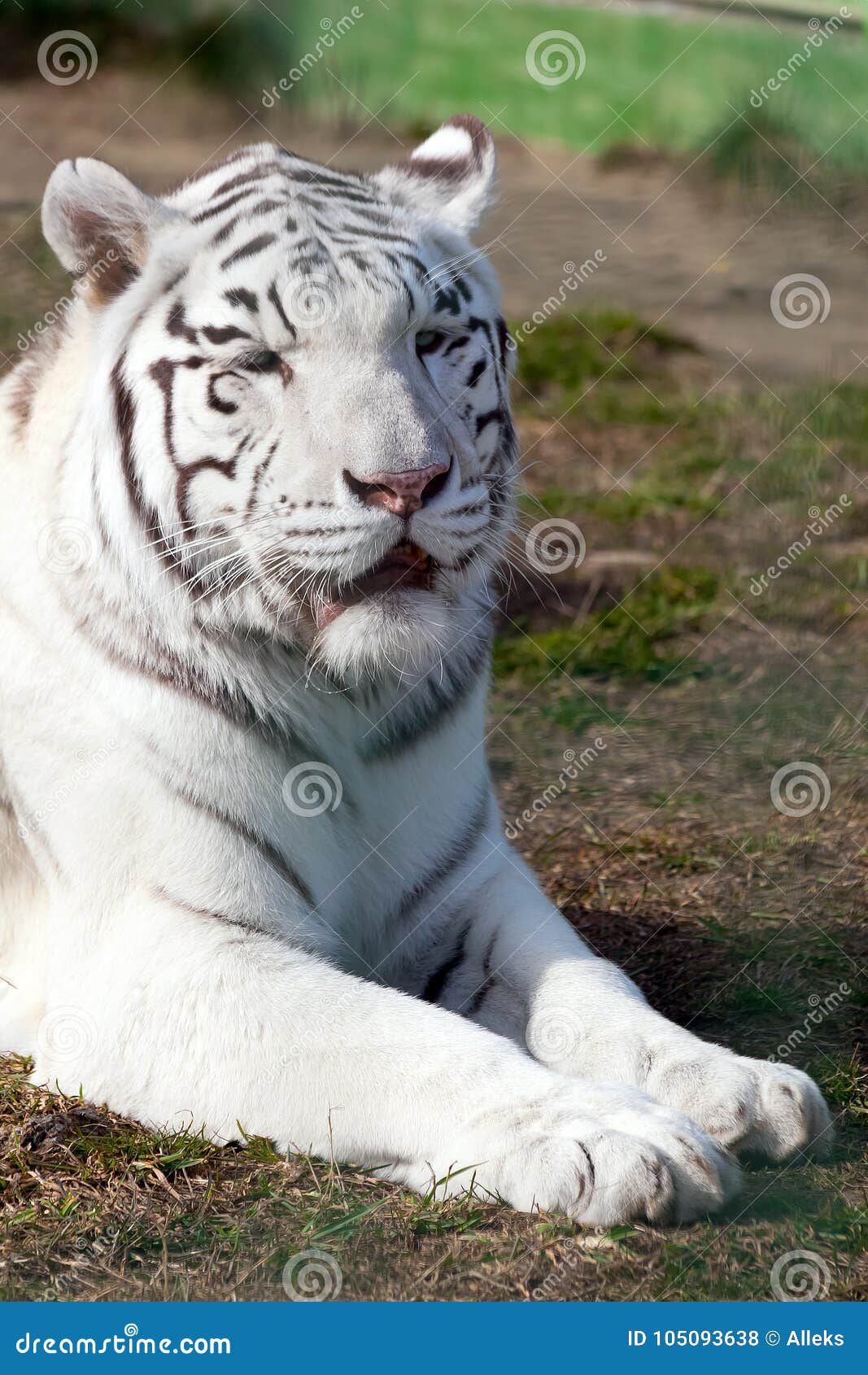 Portrait White Tiger Close Up. Calm Muzzle with Closed Eyes Stock Photo ...
