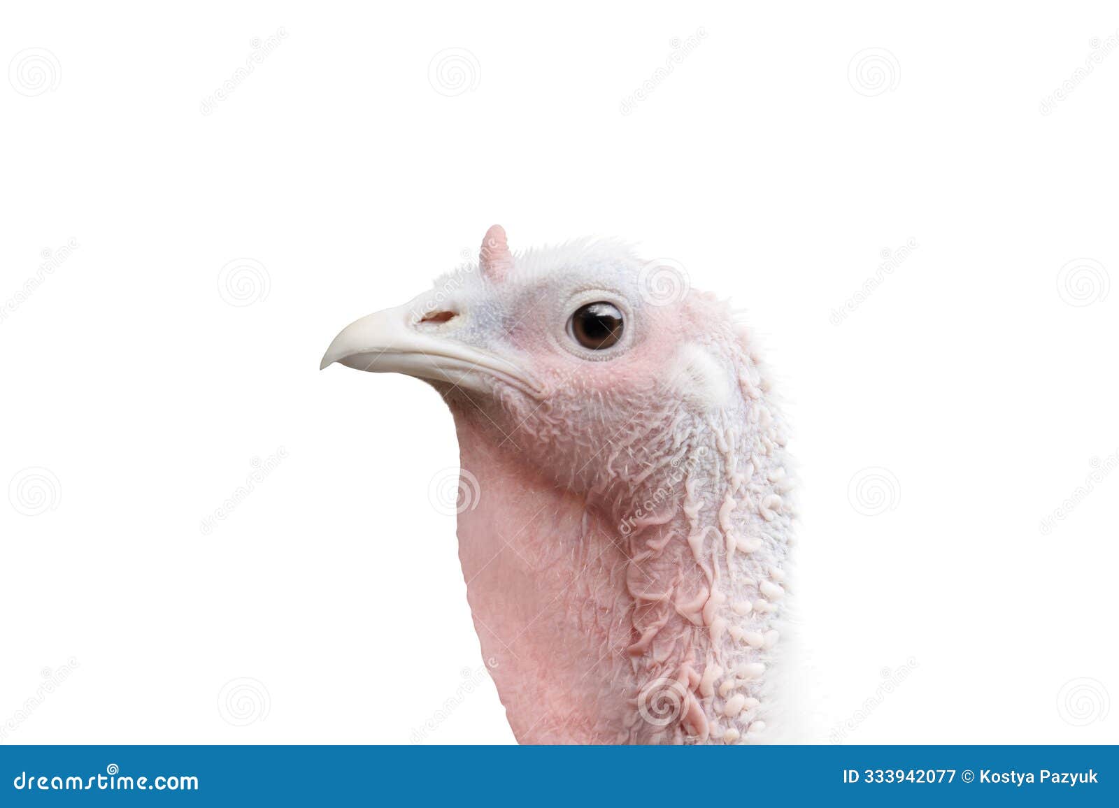 Portrait of White Turkey Isolated on White Stock Image - Image of bird ...