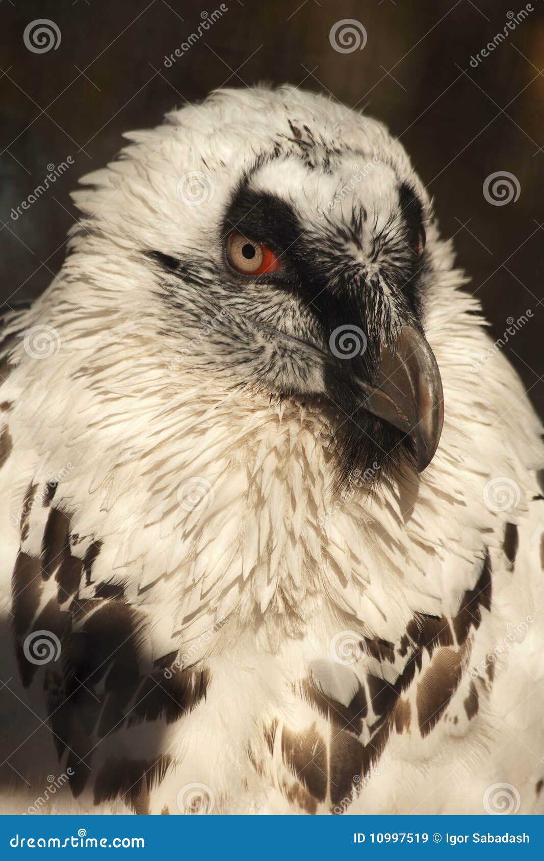 Portrait of white vulture stock image. Image of large - 10997519