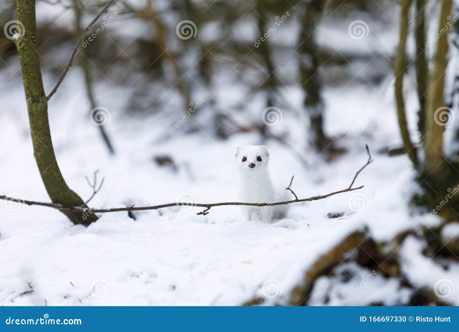 Portrait of White Weasel in Snowy Forest Stock Photo - Image of snowy ...